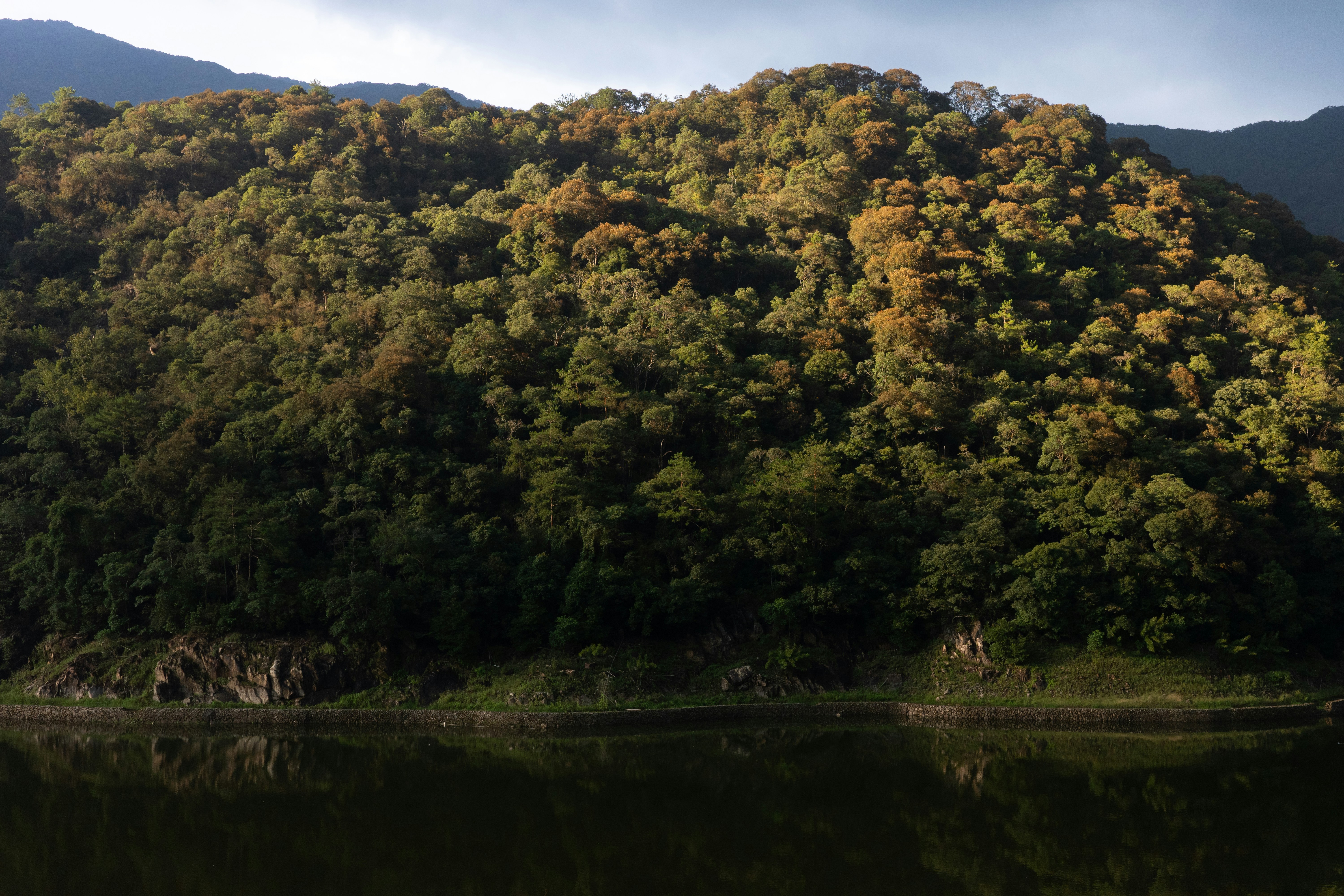 Forest covers a hillside beside calm water.
