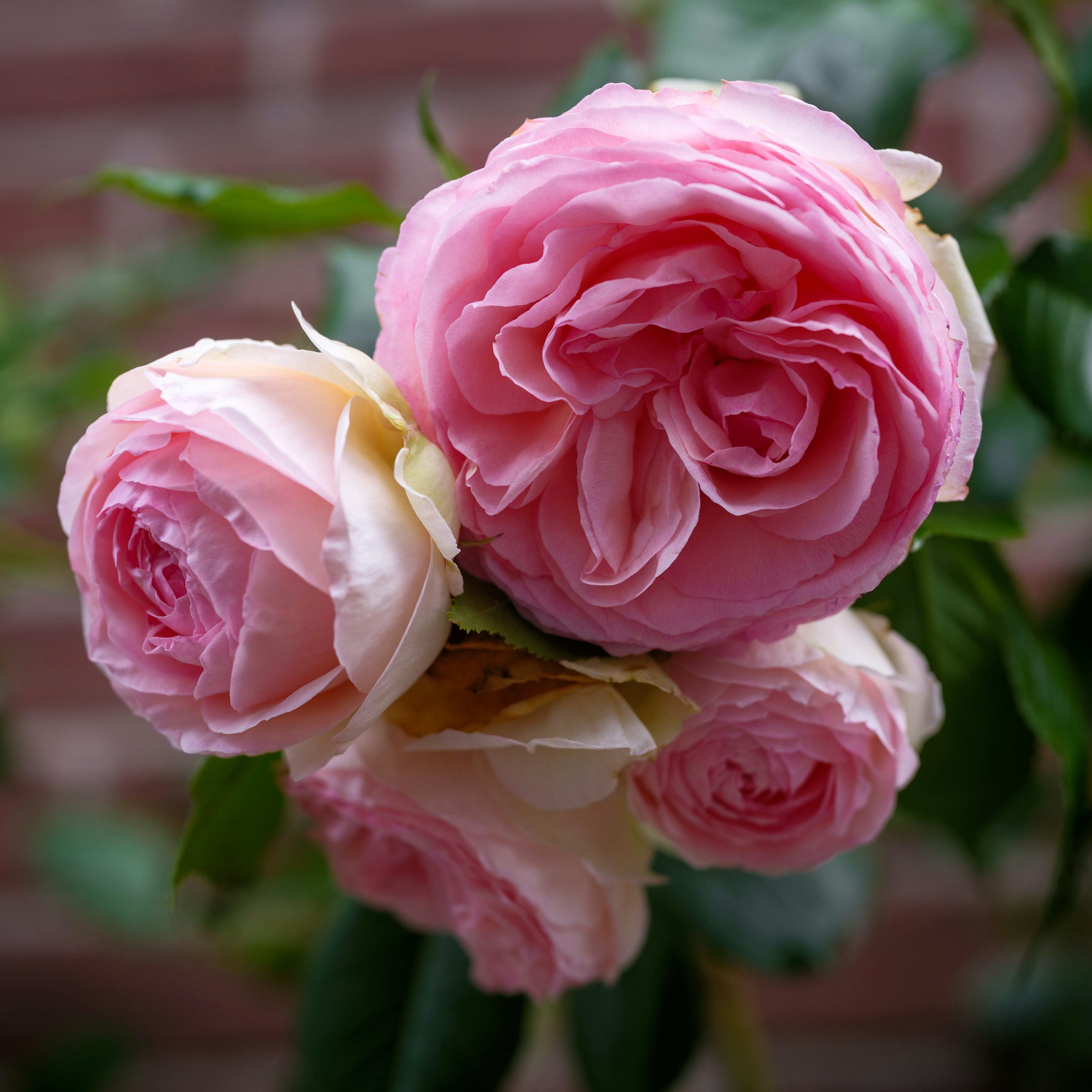 Peony Rose | Pink roses bloom beautifully in the garden.