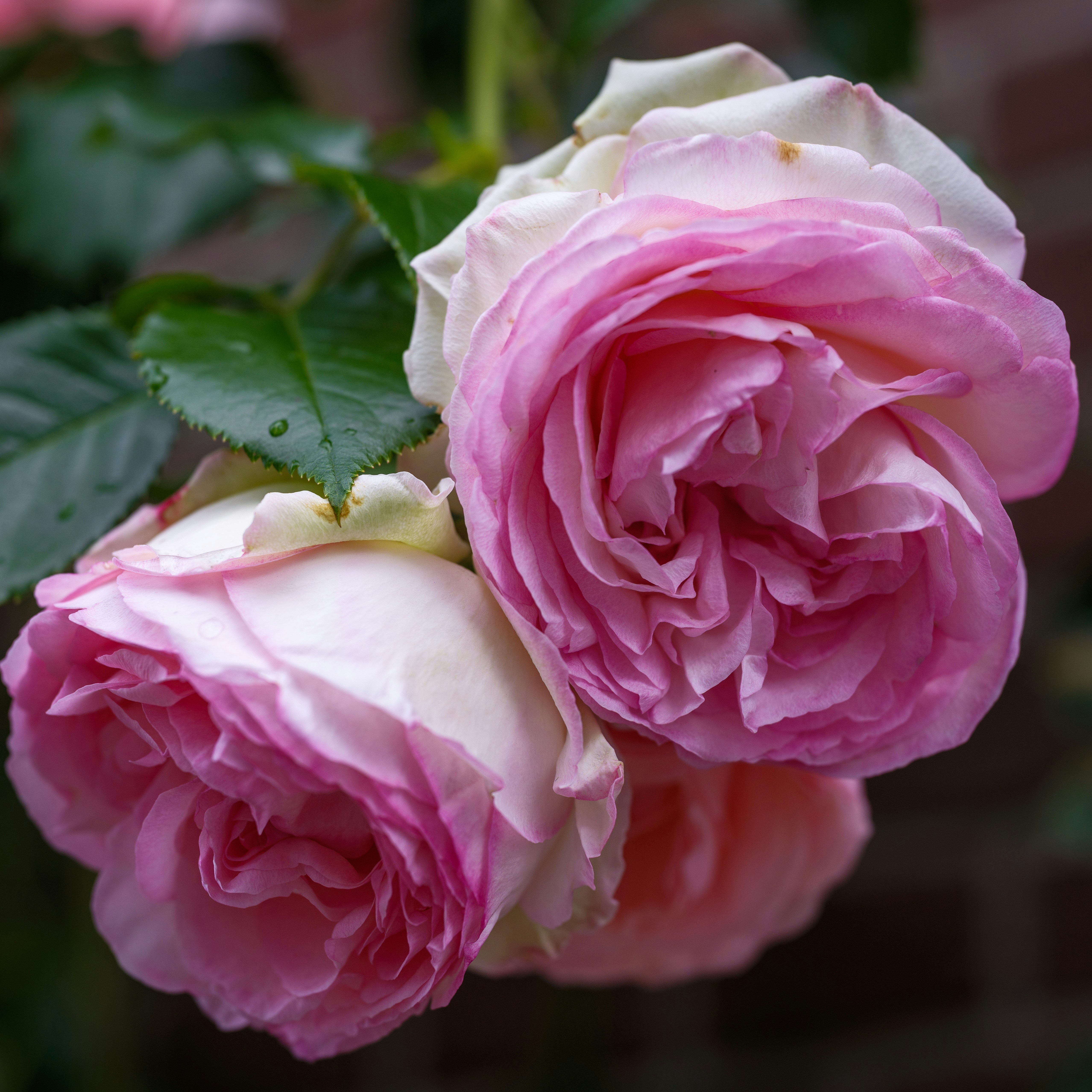 Soft Pink Roses in Quiet Garden Light