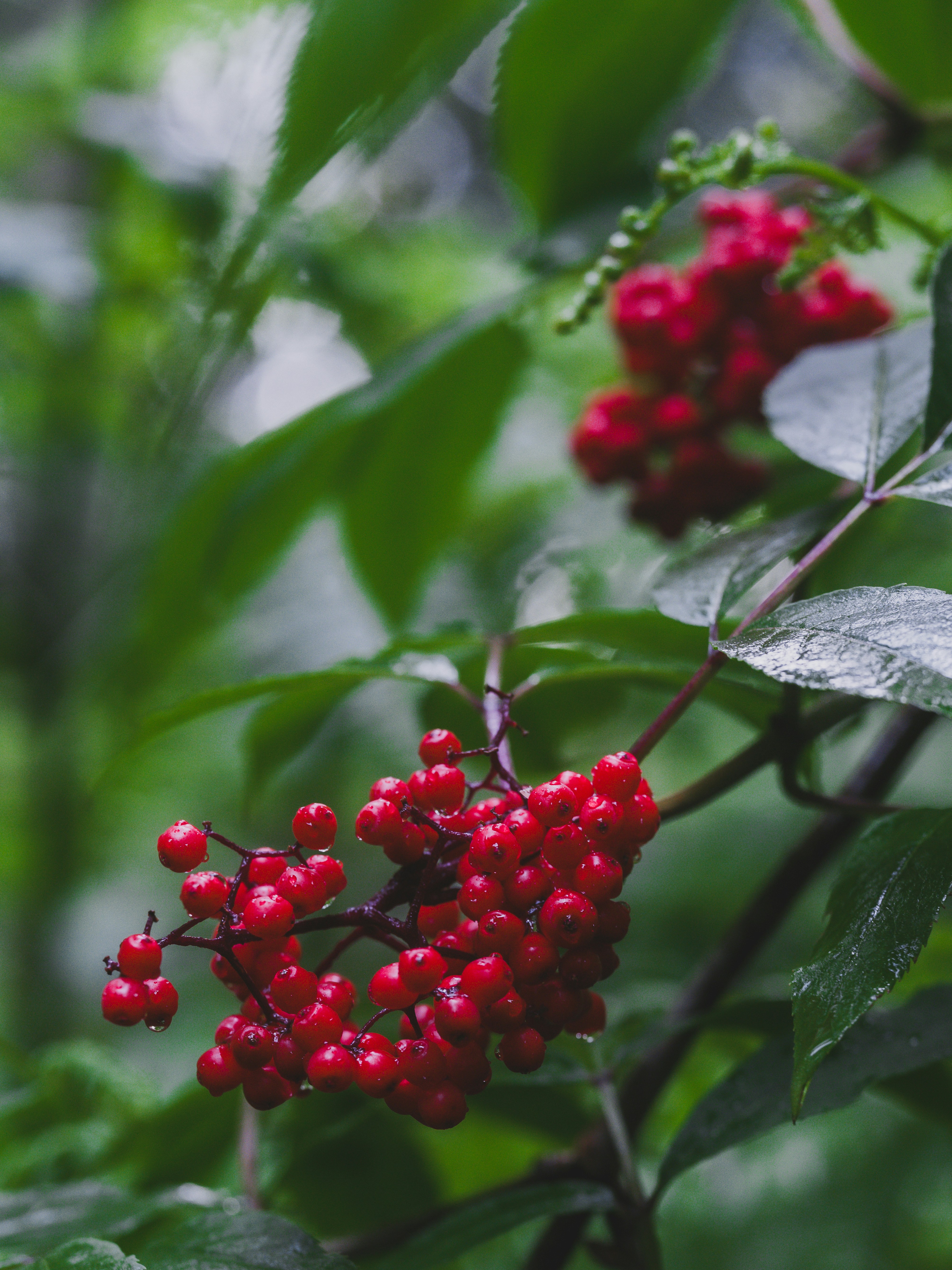 Red Berries | Red berries cluster on a green, leafy branch.