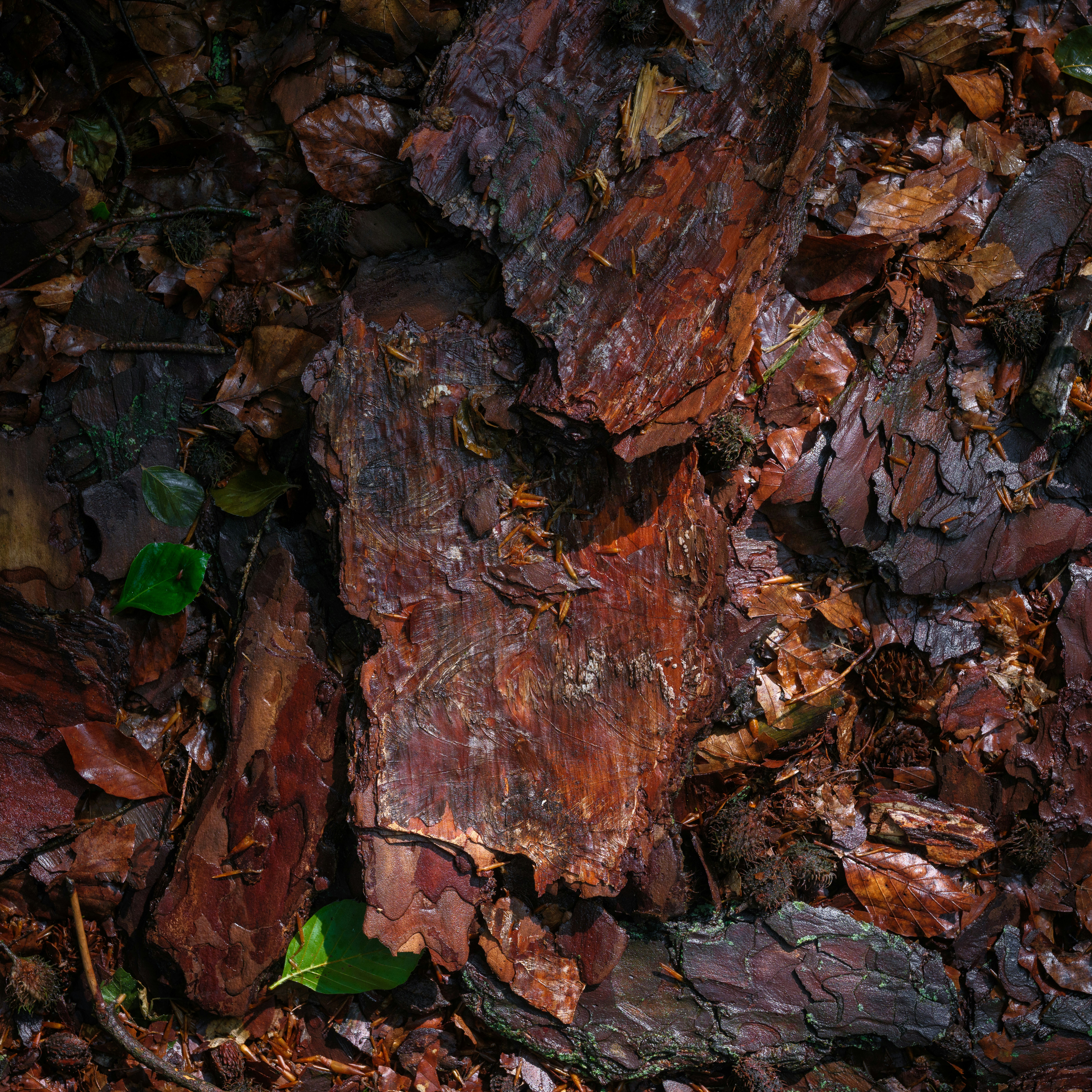 Woodchips | Close-up shot of tree bark and wood chips.