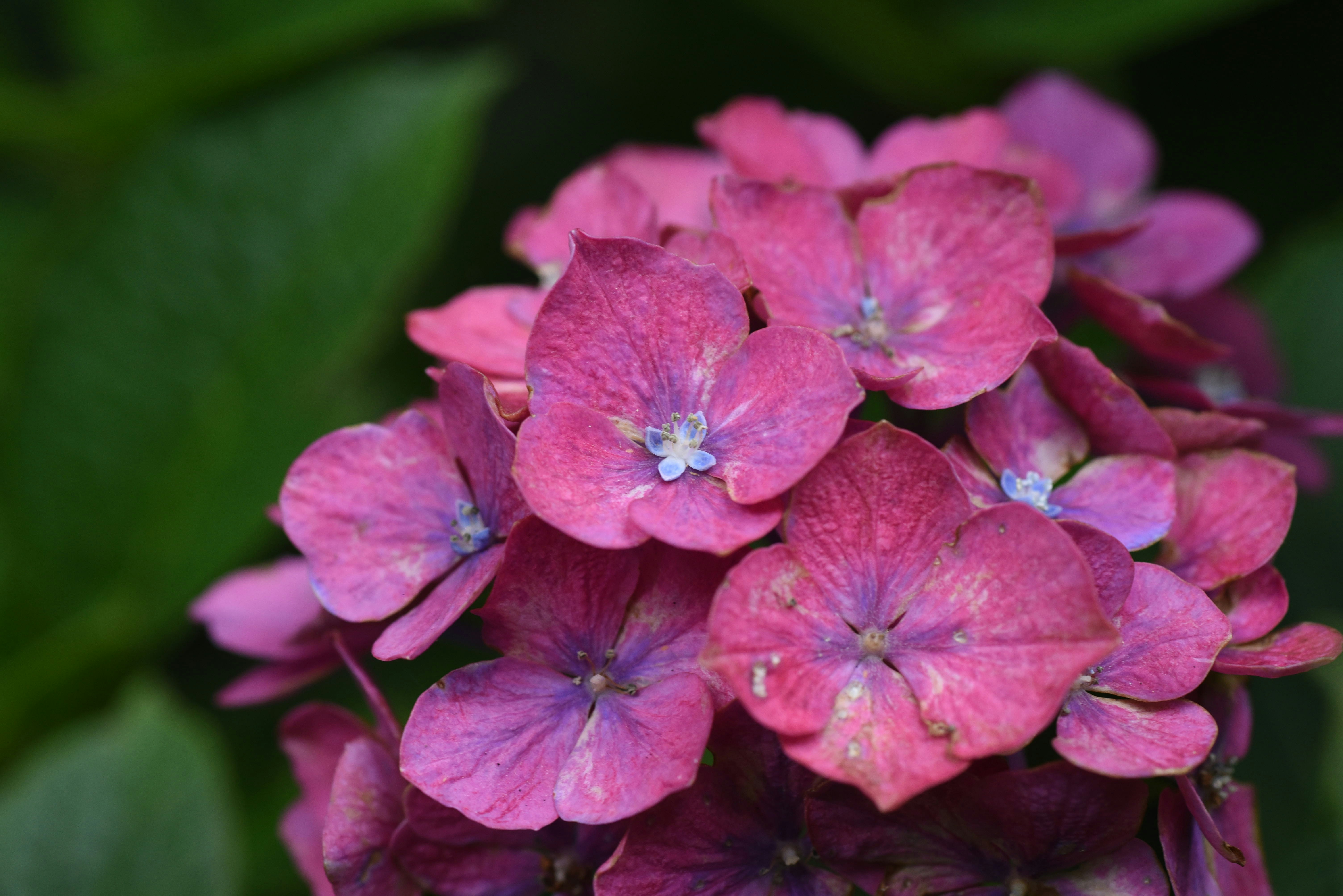 Cluster of vibrant pink hydrangea flowers showcasing intricate petals and subtle color variations.