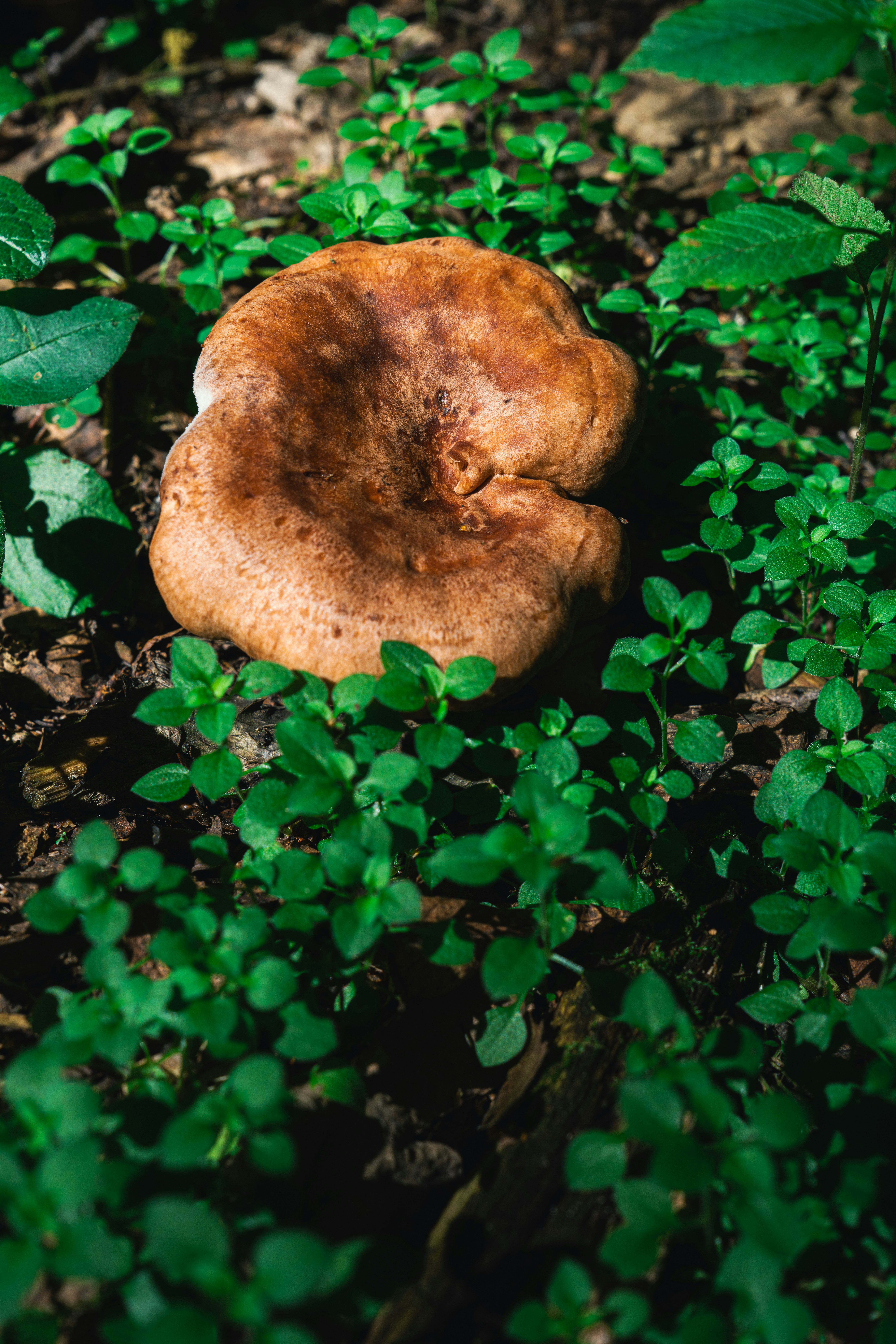 Nature's Hidden Gem: The Earthy Mushroom