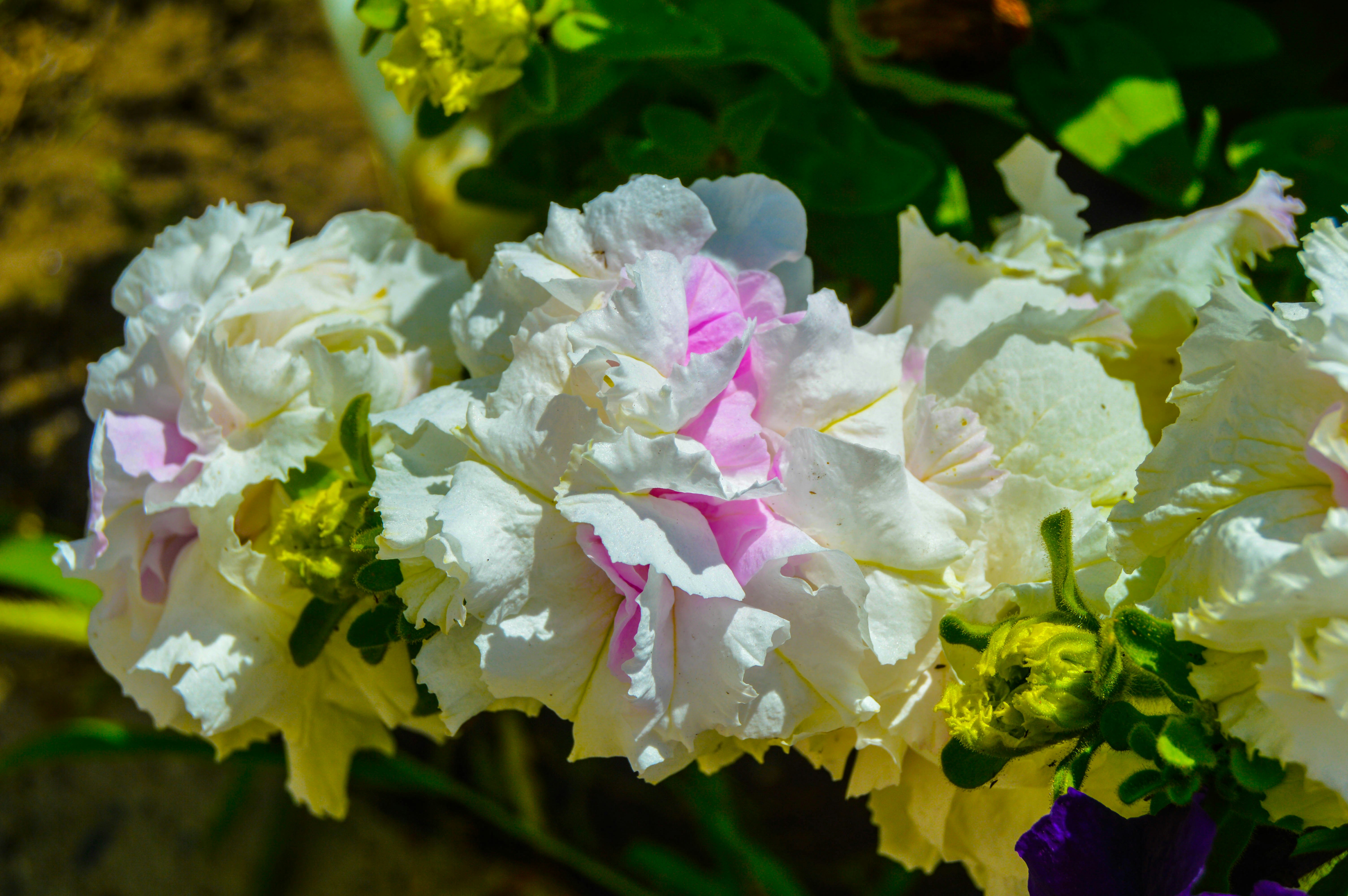 Whispers of Spring: A Floral Symphony