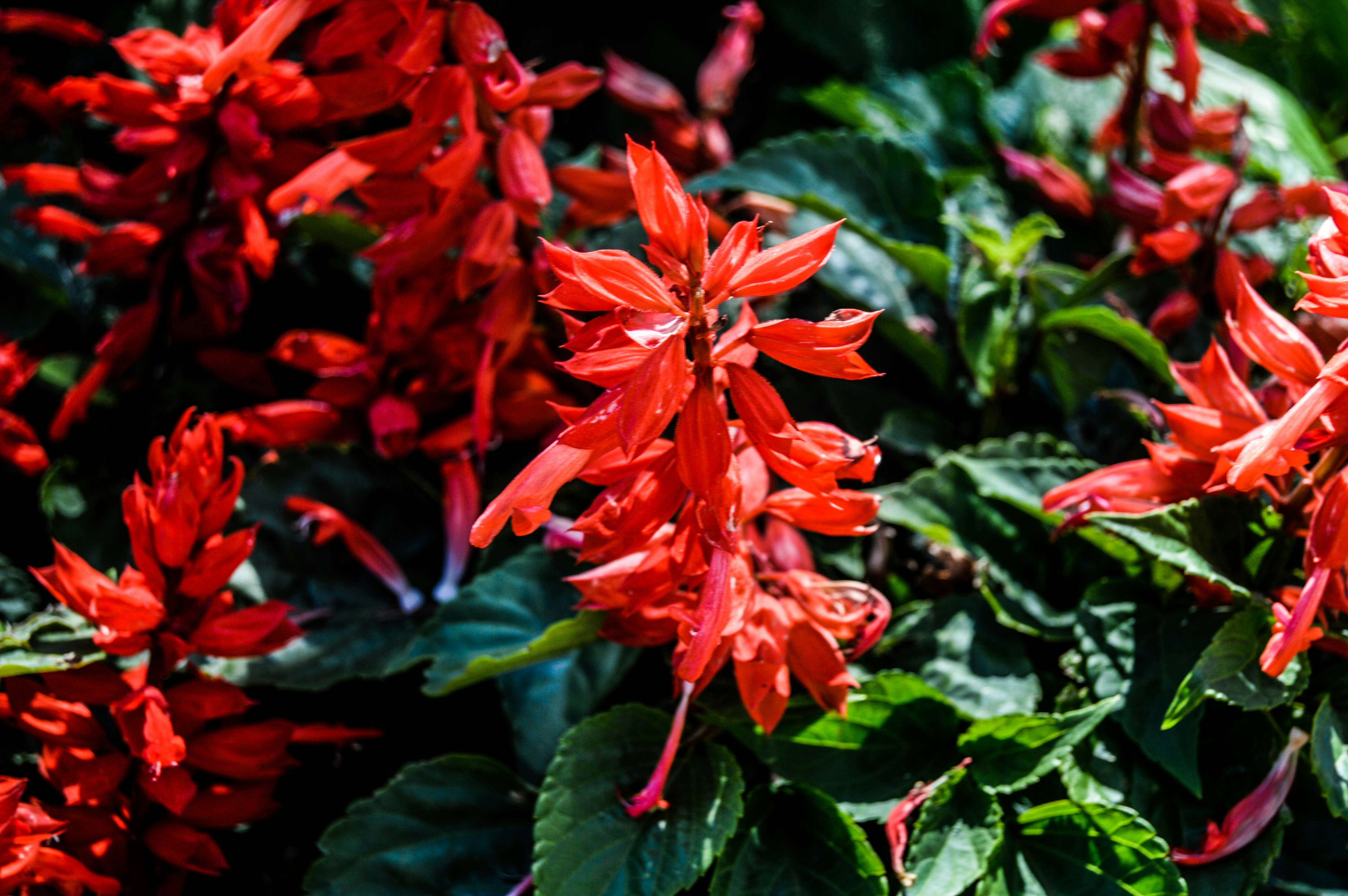 Crimson Spires: A Burst of Red Blooms Among Dark Green Foliage