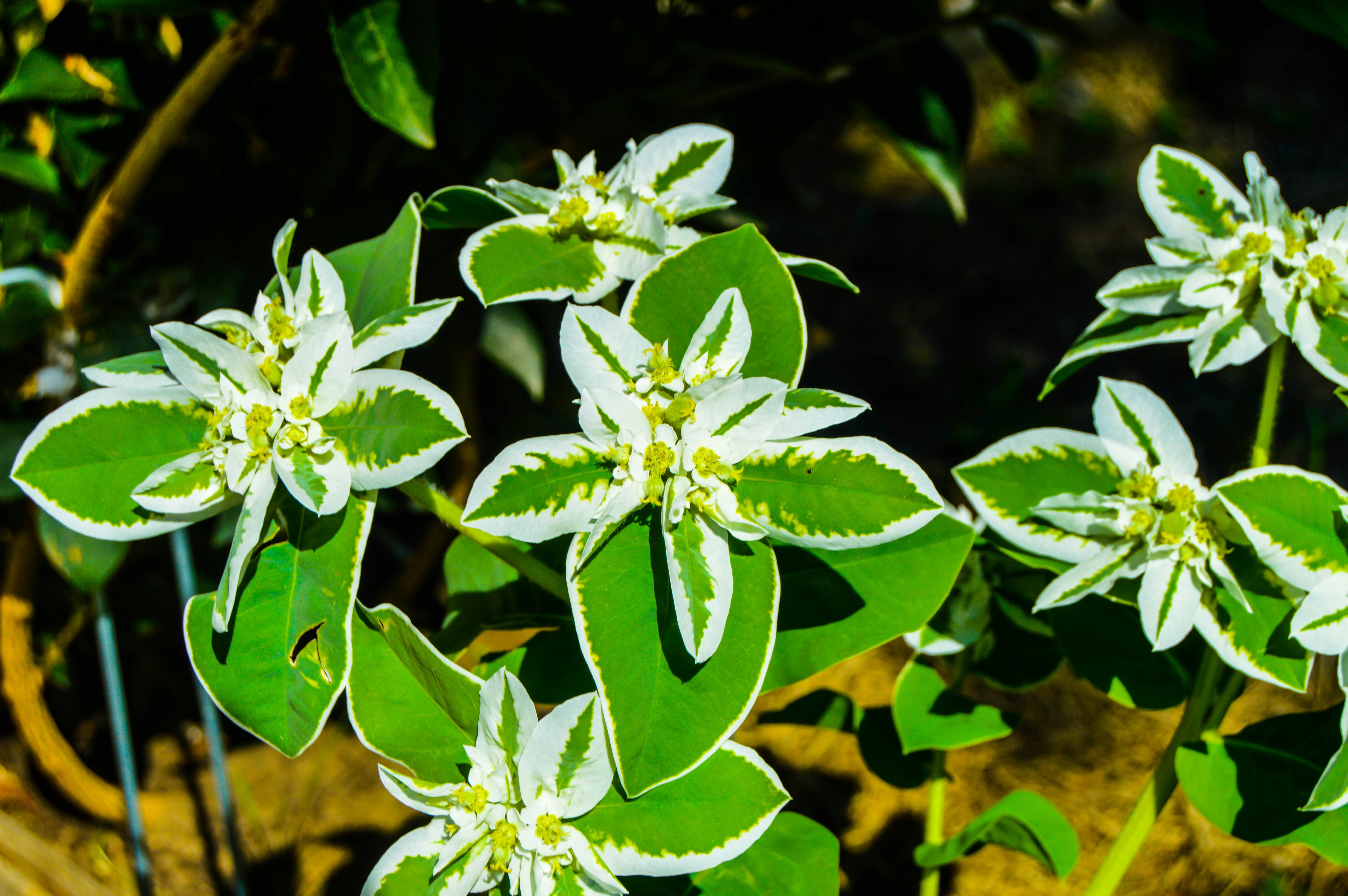 Green and white flowers bloom brightly in sunlight.