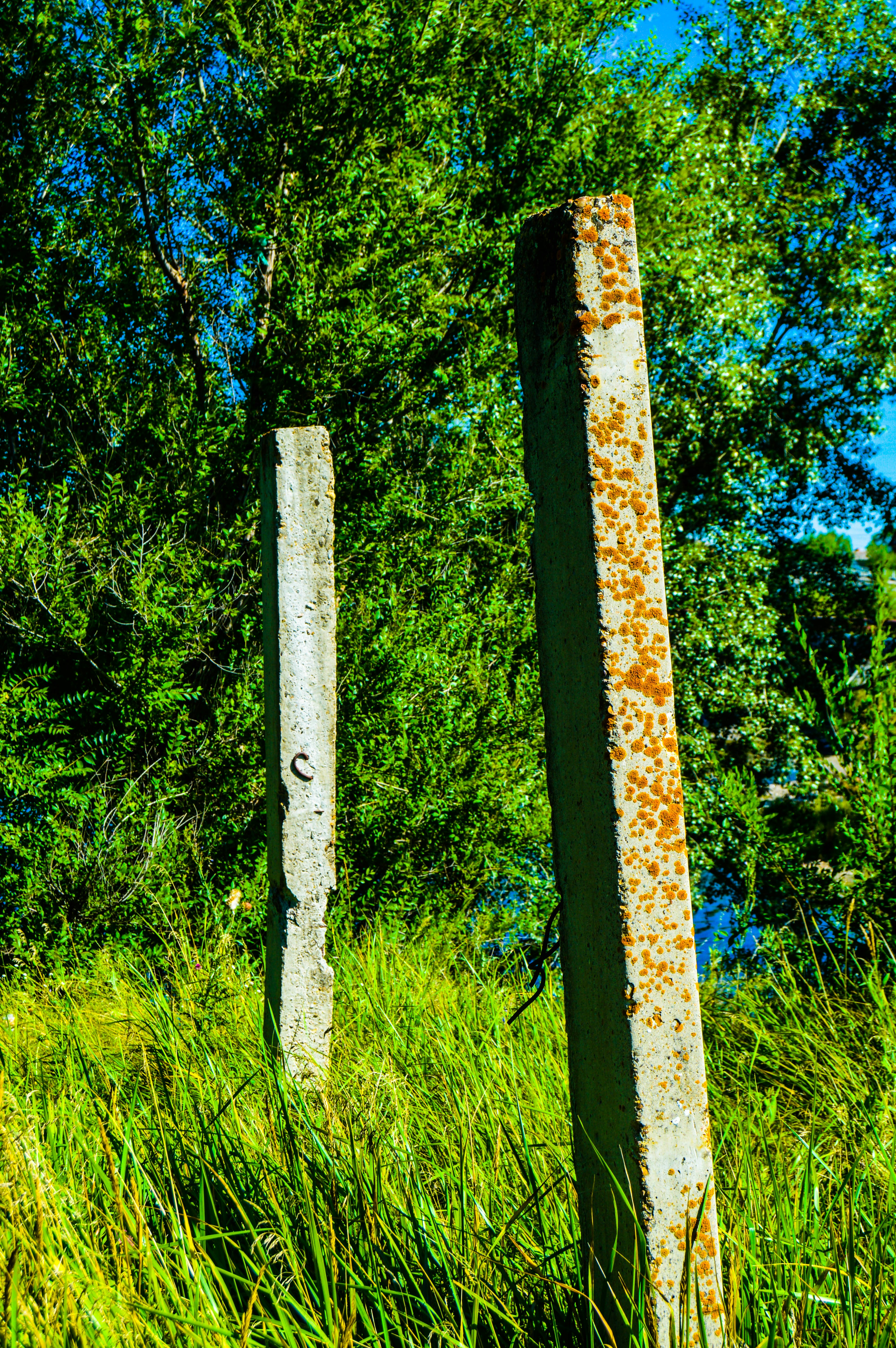 Concrete posts stand in tall green grass.