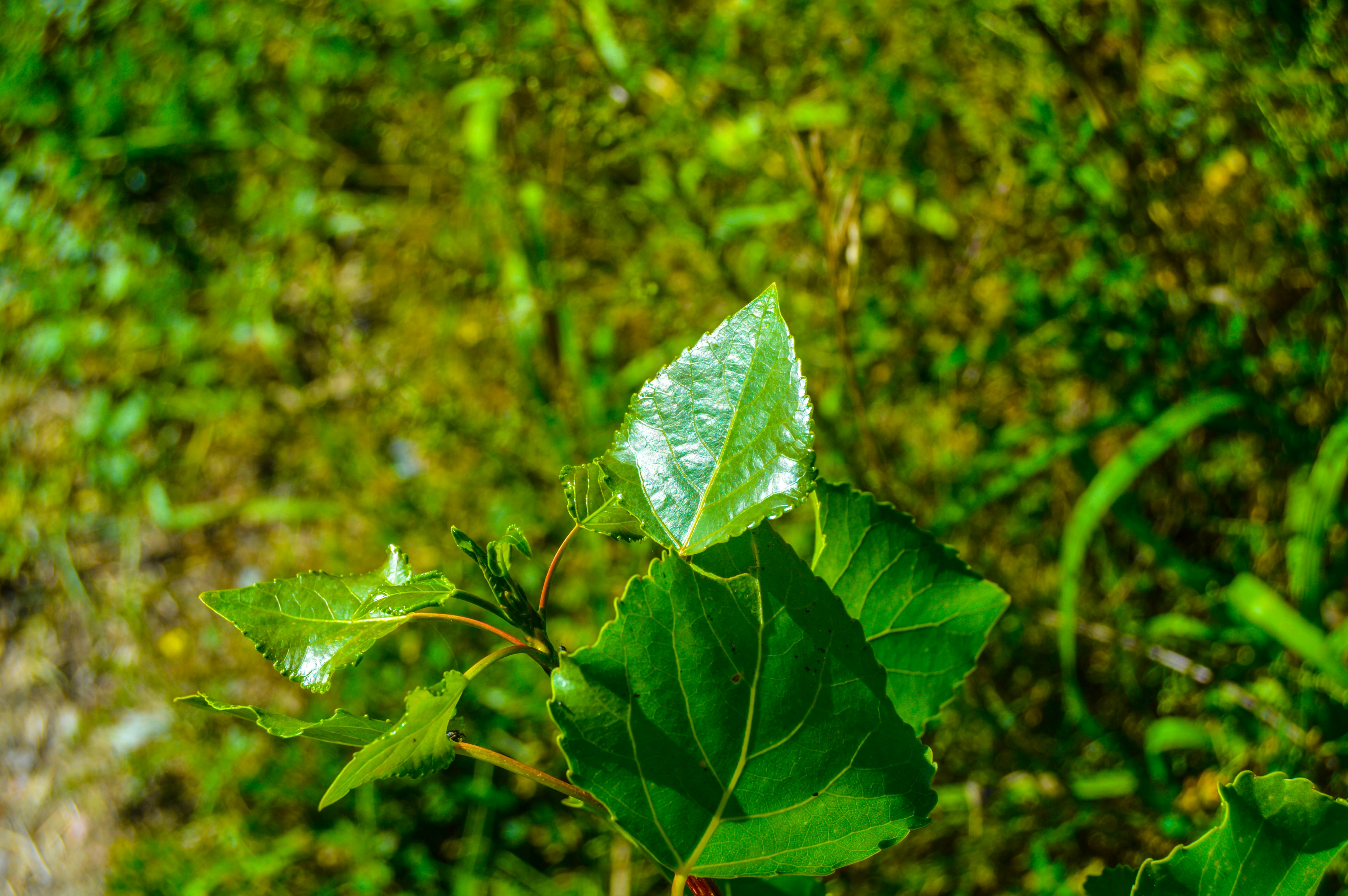 Emerald Glimmer: Nature's Reflection