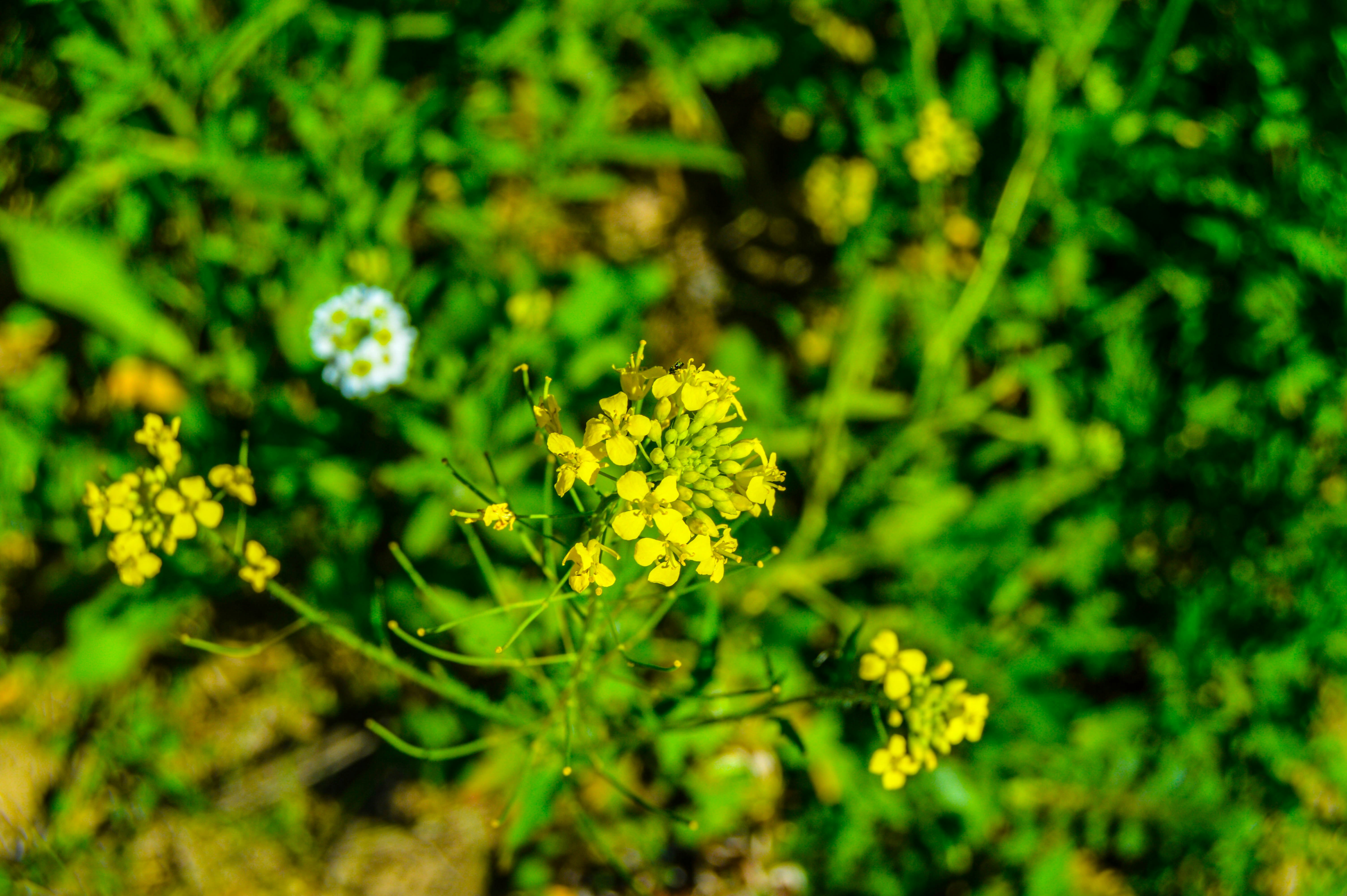 Golden Blossoms Amidst Lush Greenery