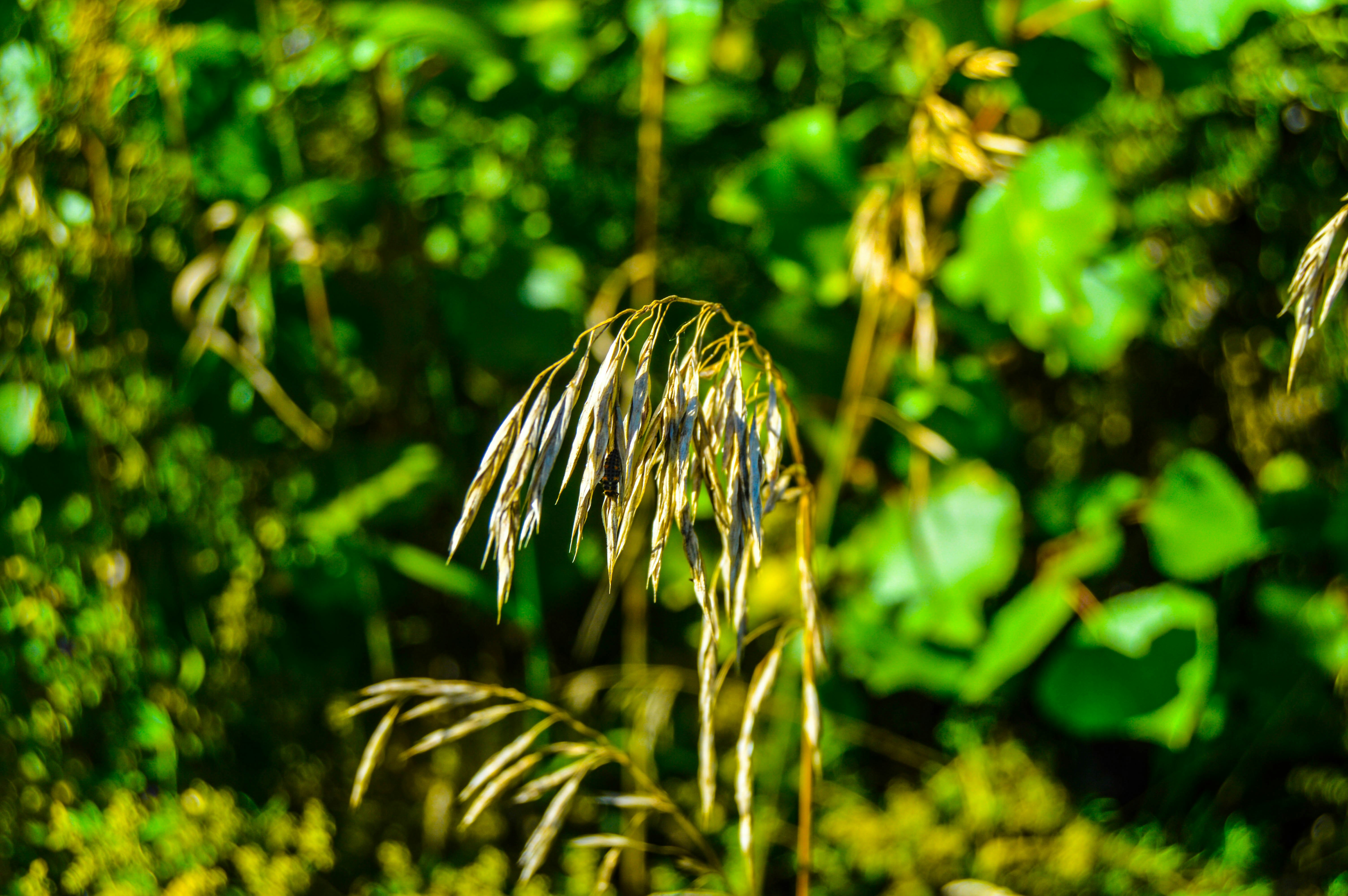 Whispers of Nature: The Elegance of Dried Grass