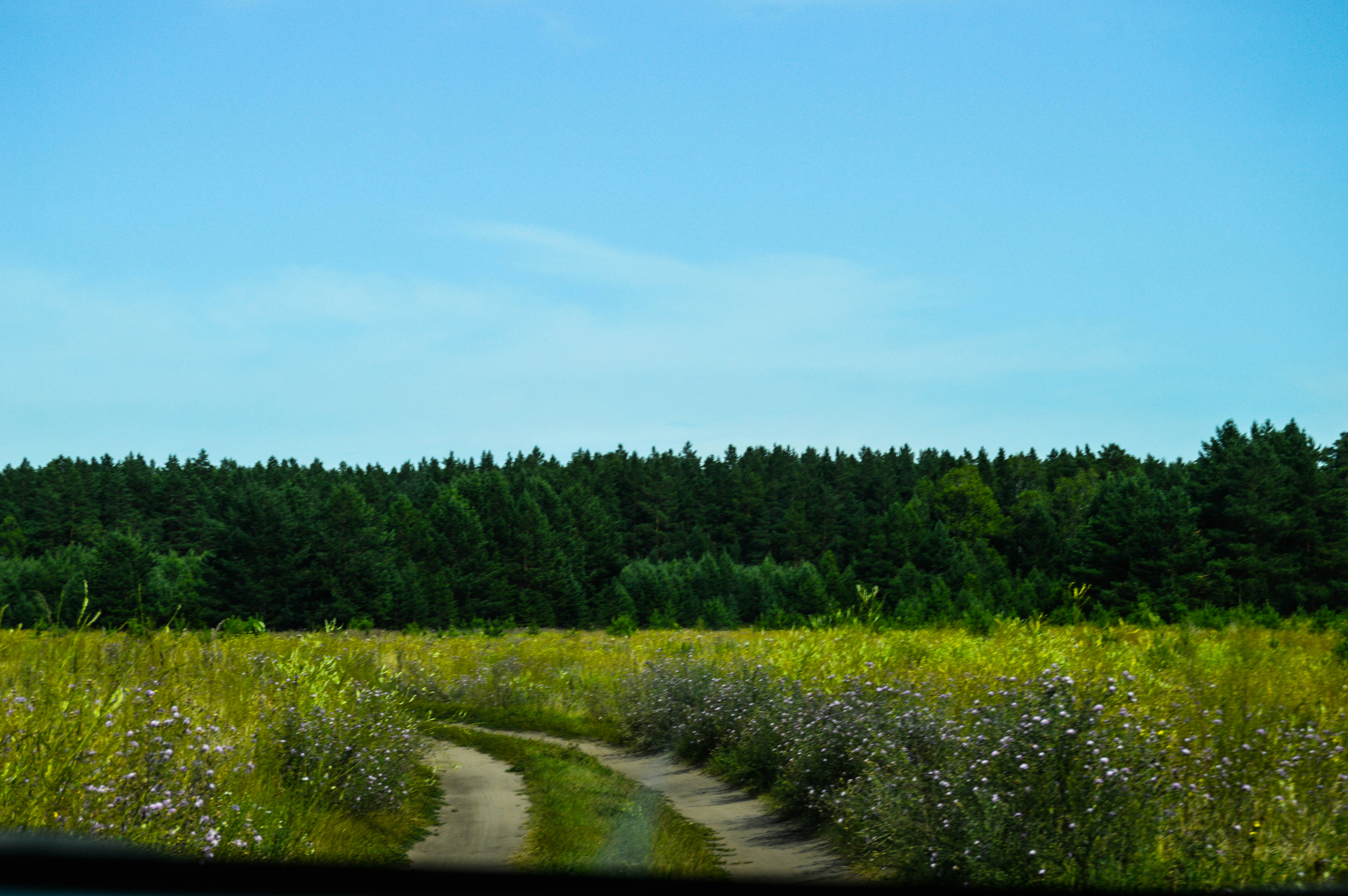 A dirt road leads toward a forest.
