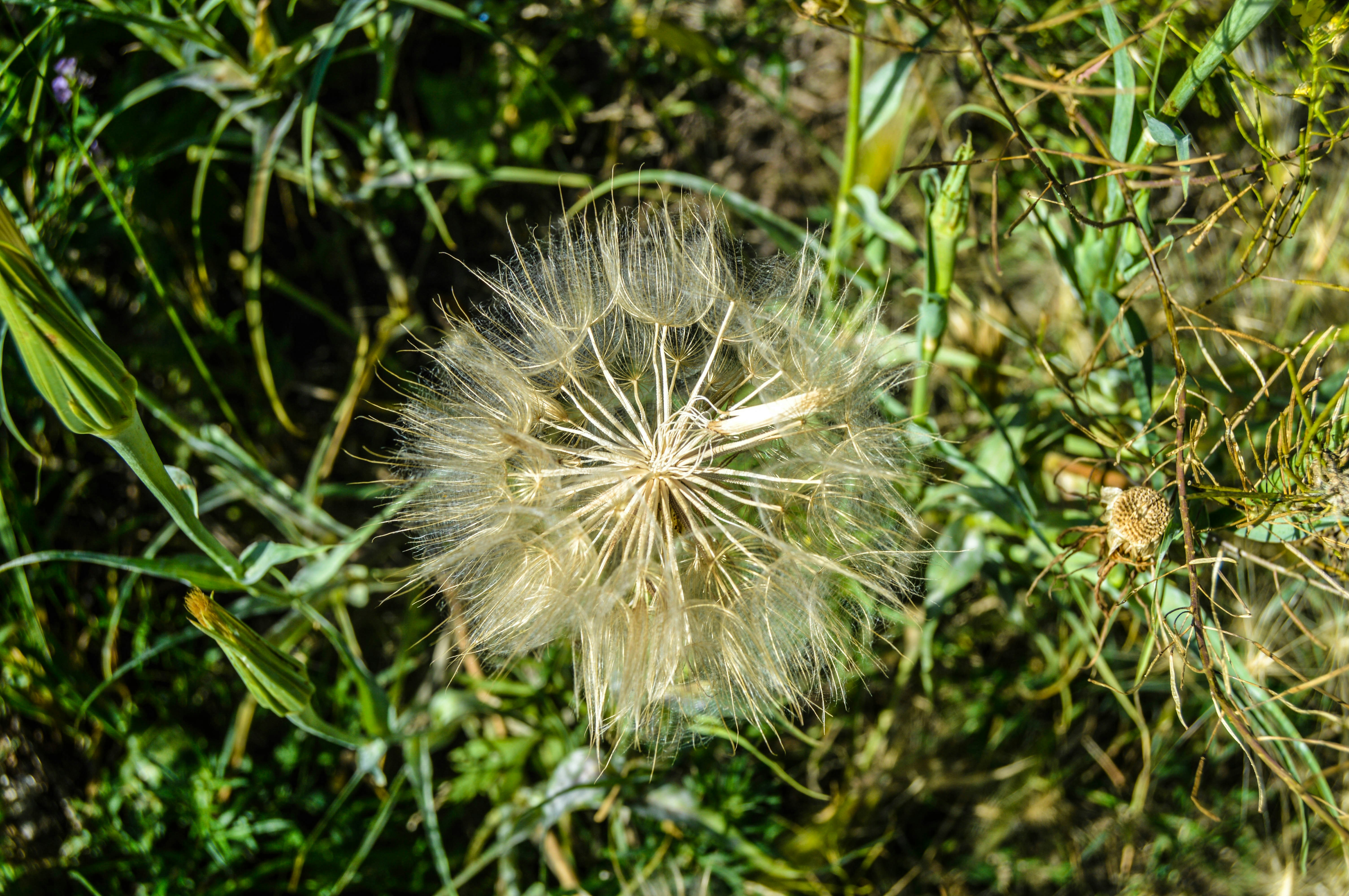 Whispers of Nature: The Delicate Sphere