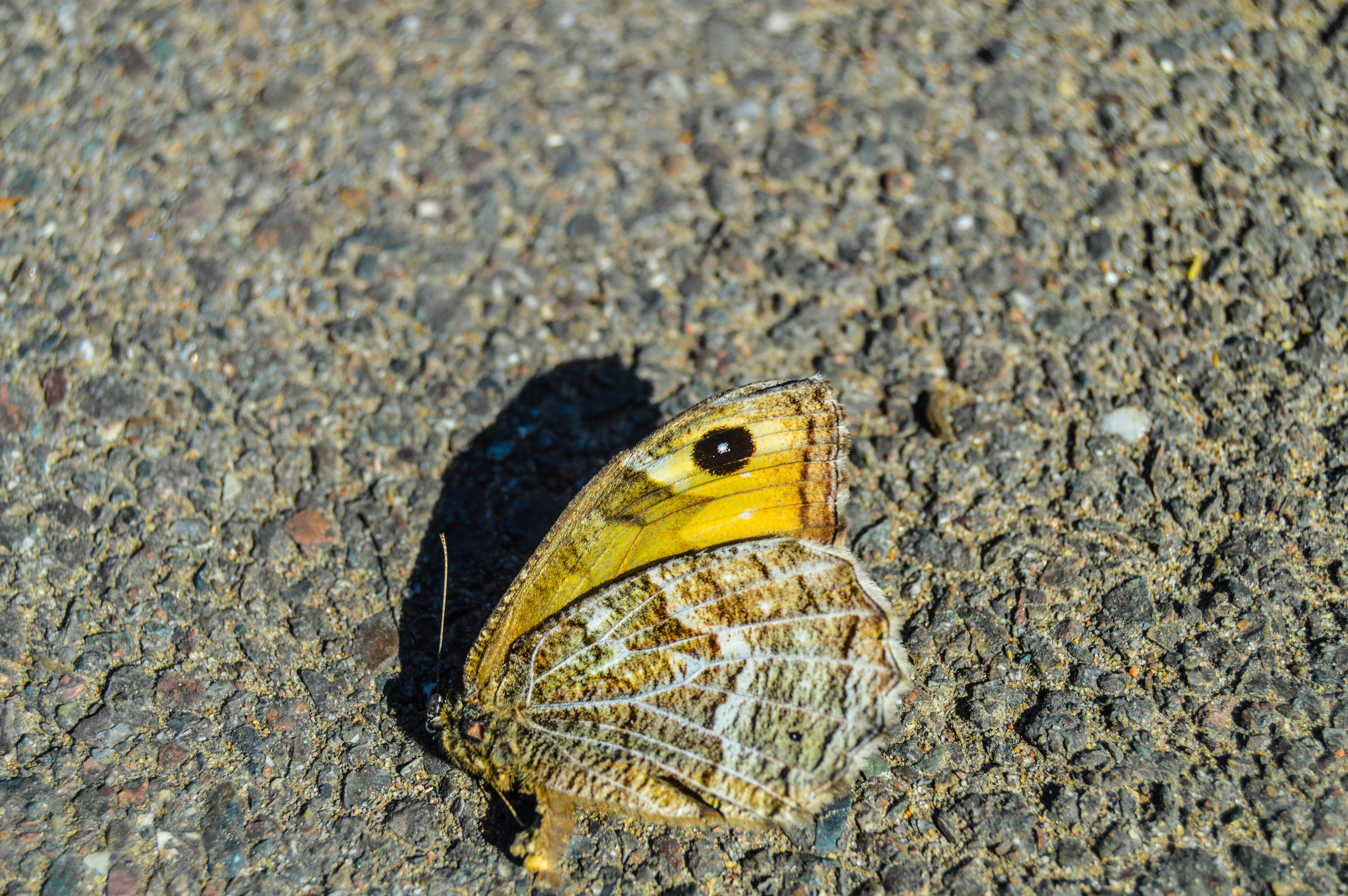 Whispers of Nature: The Grounded Beauty