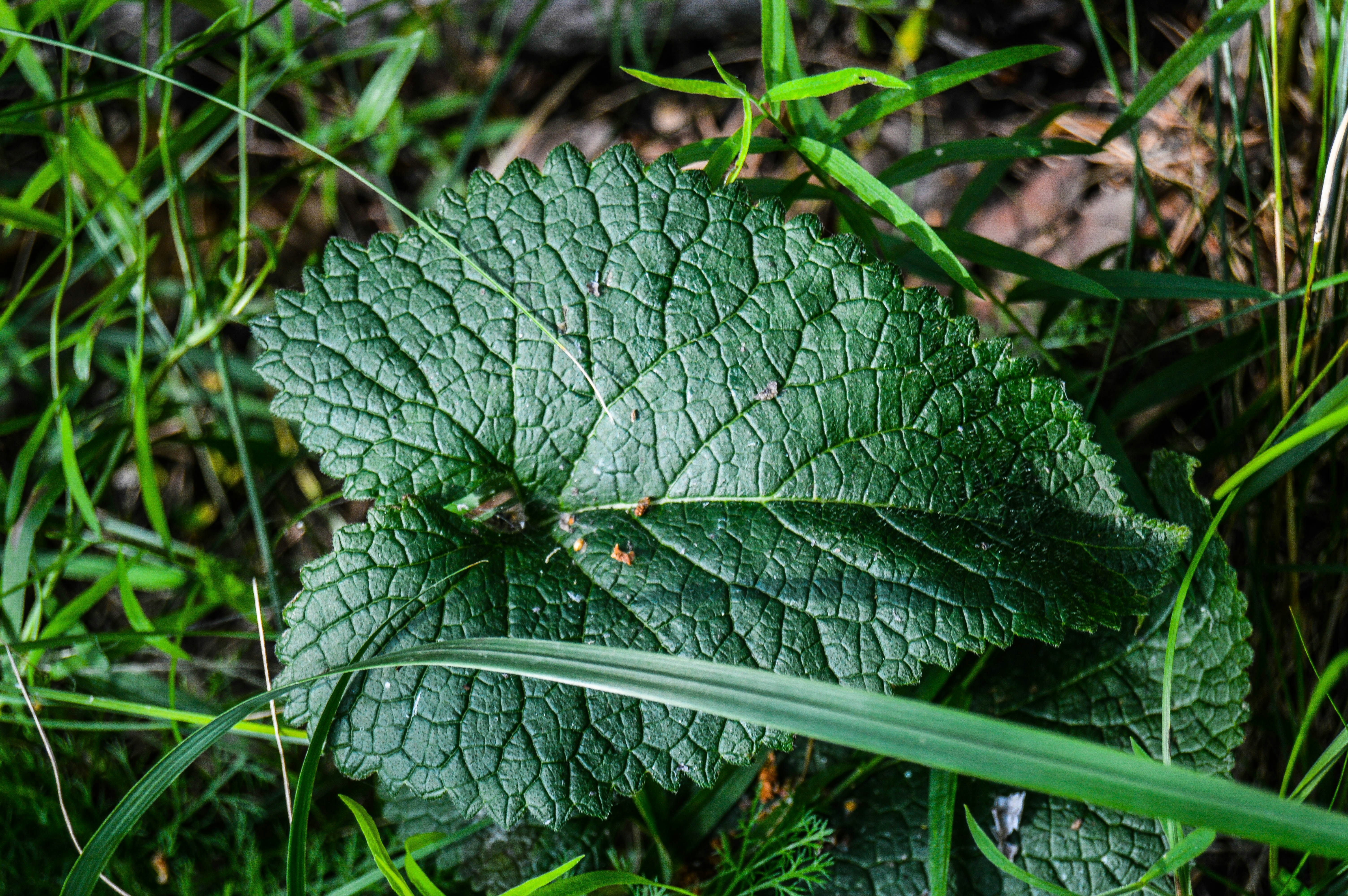 Nature's Textured Canvas
