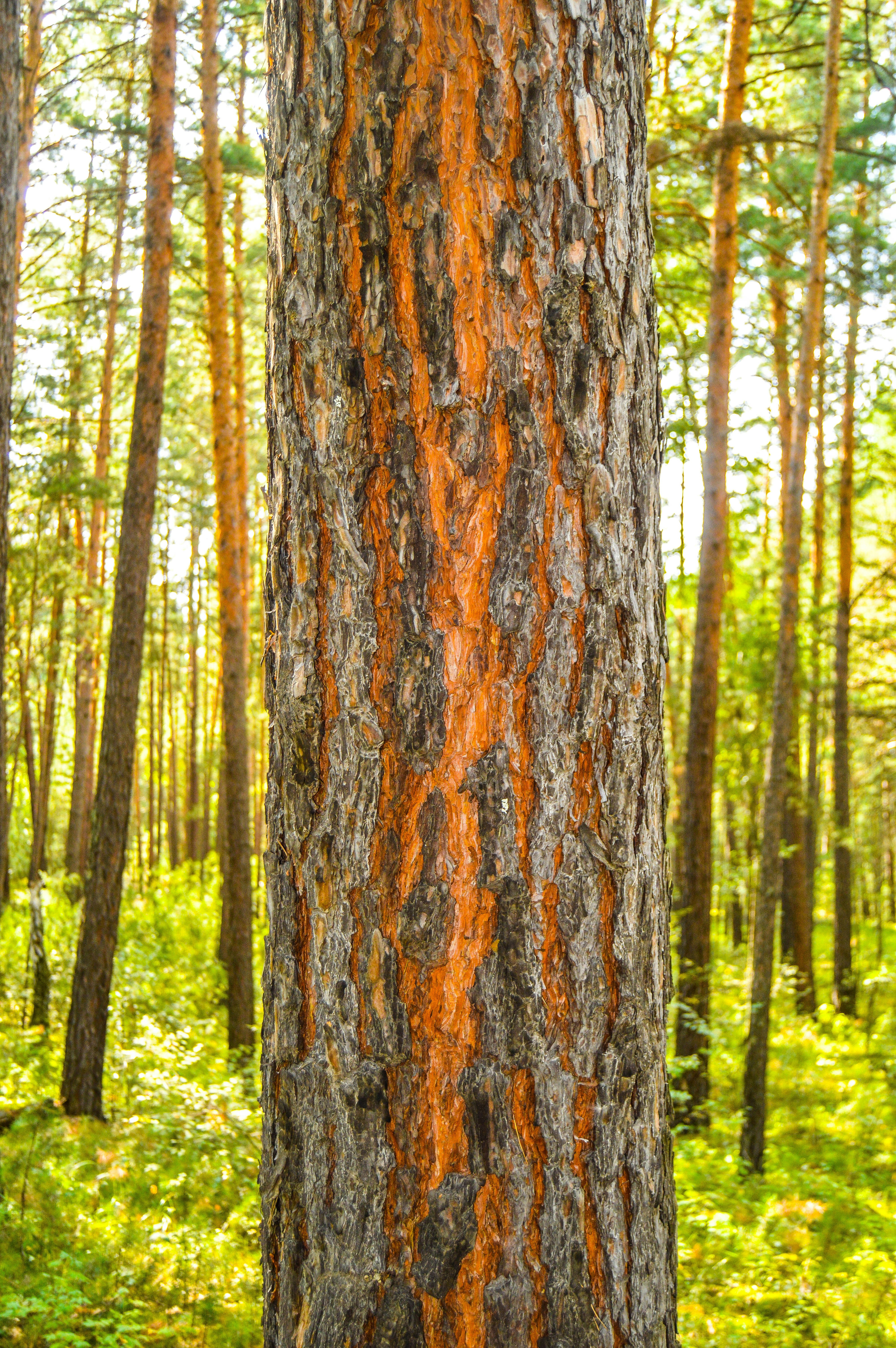 Nature's Textured Sentinel