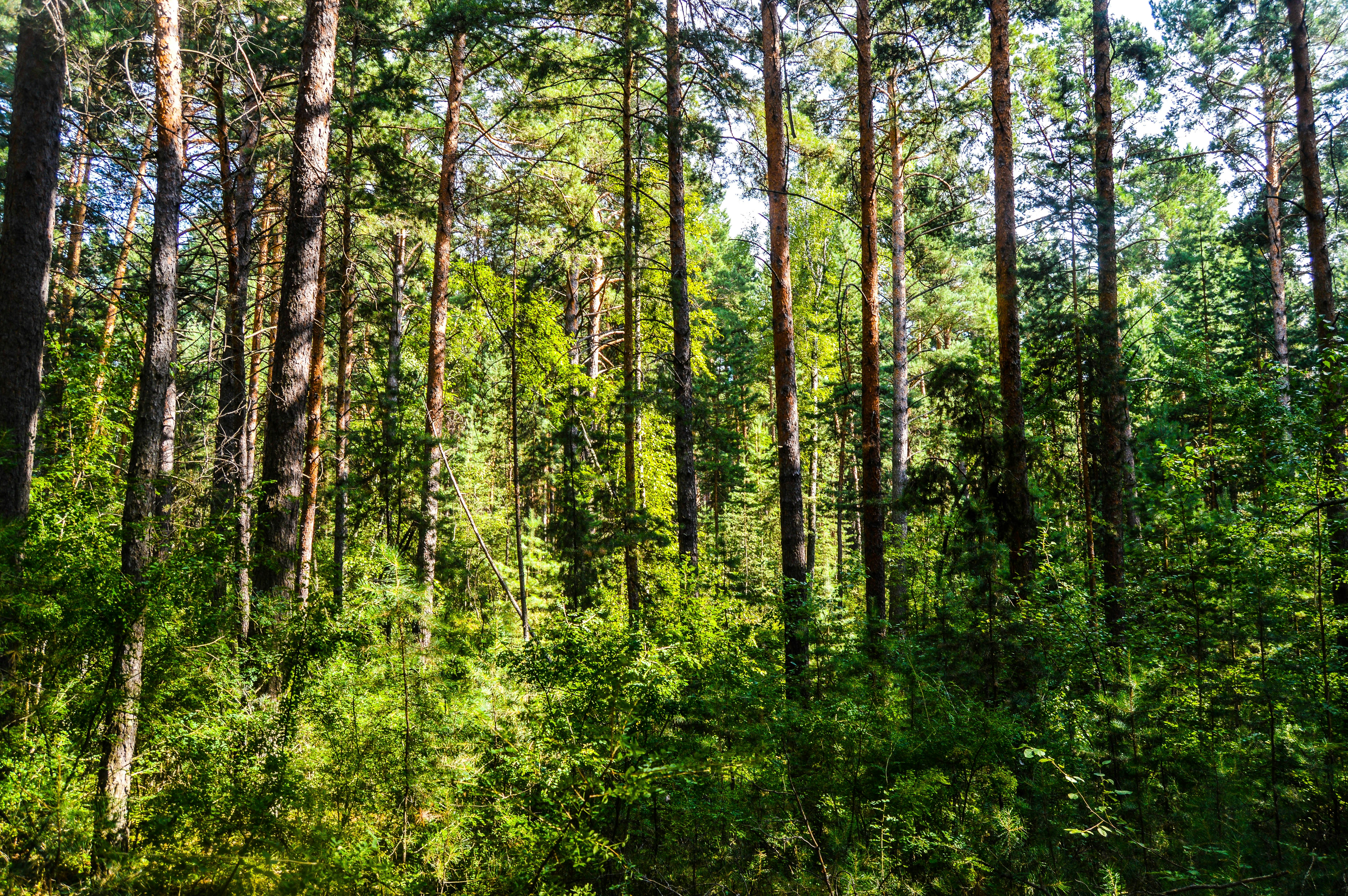 A dense forest with tall, straight trees. photo – Free Forest Image on ...