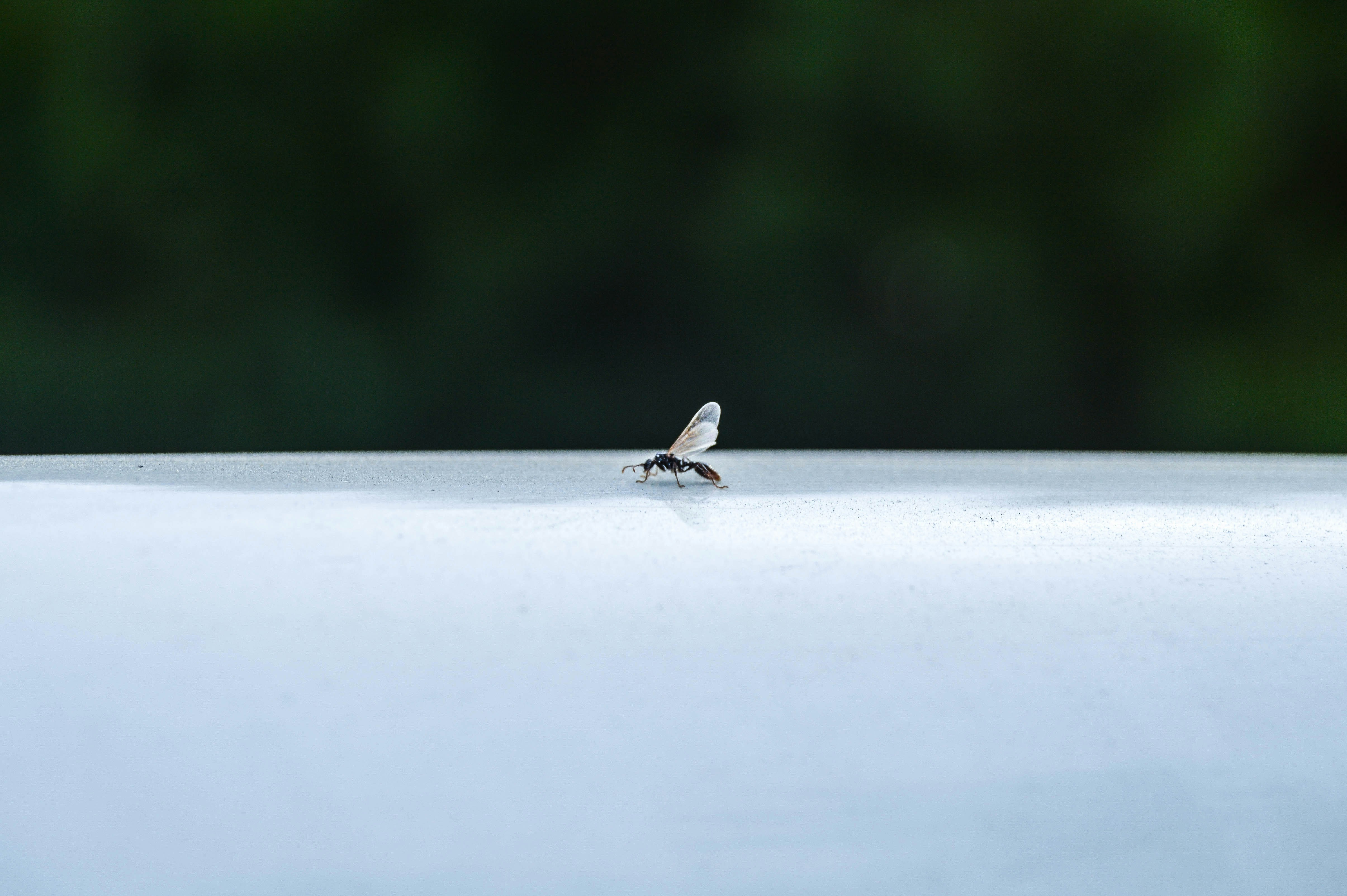 Minute Moth on a Snow-White Stage