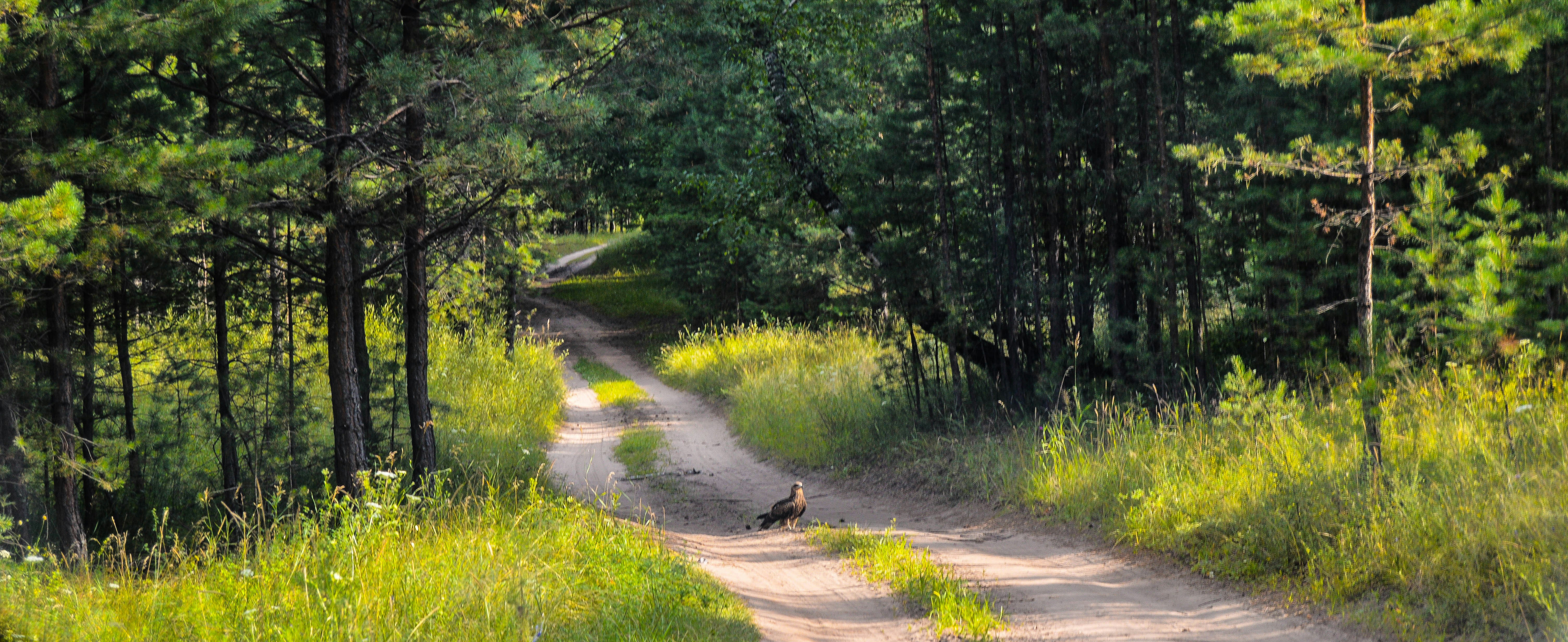 Whispers of the Wilderness Trail
