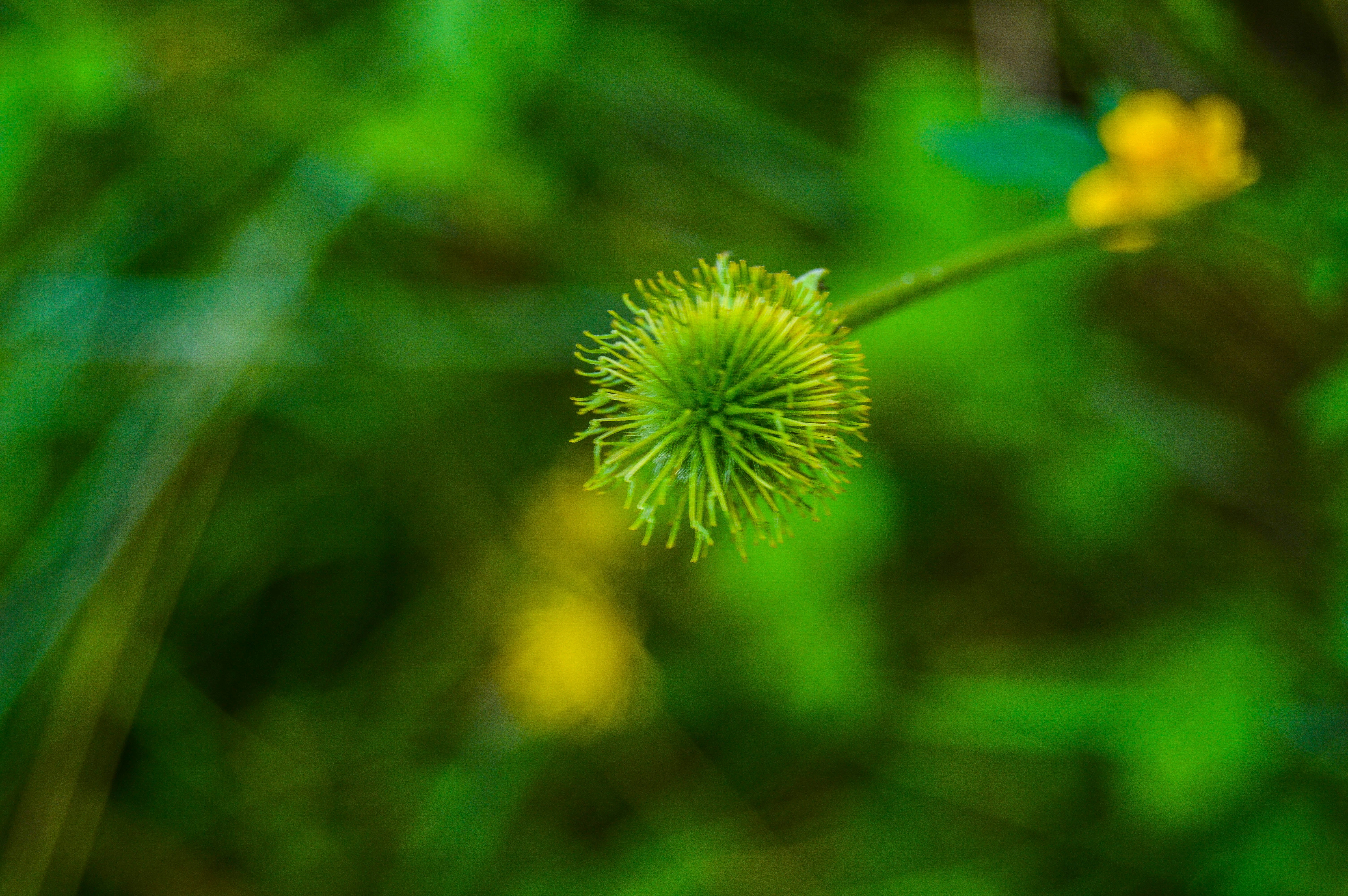 Emergent Green Orb: A Budding Floraframe in Soft Focus