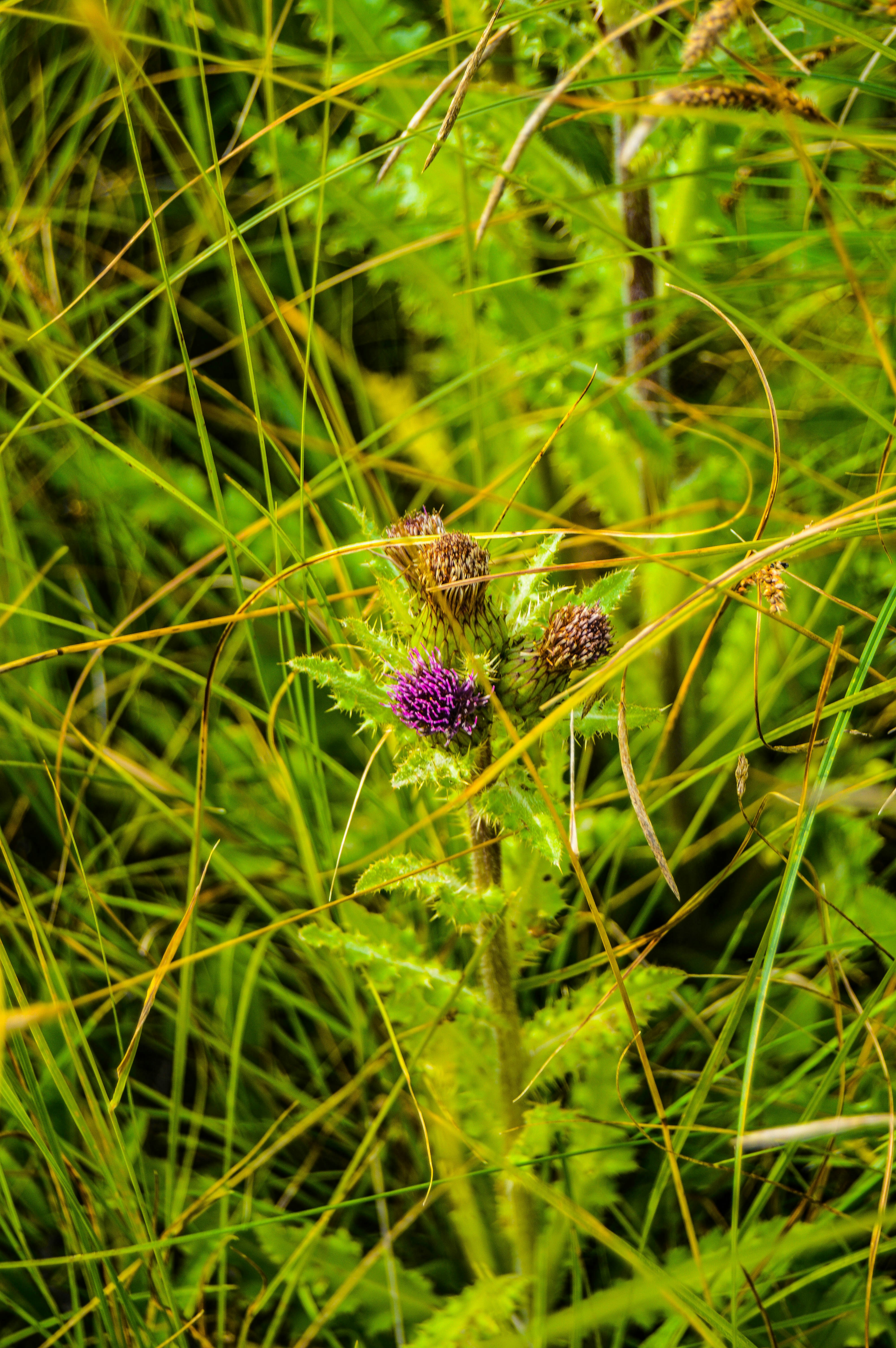 Purple thistle amid tangled grass in sunlit meadow