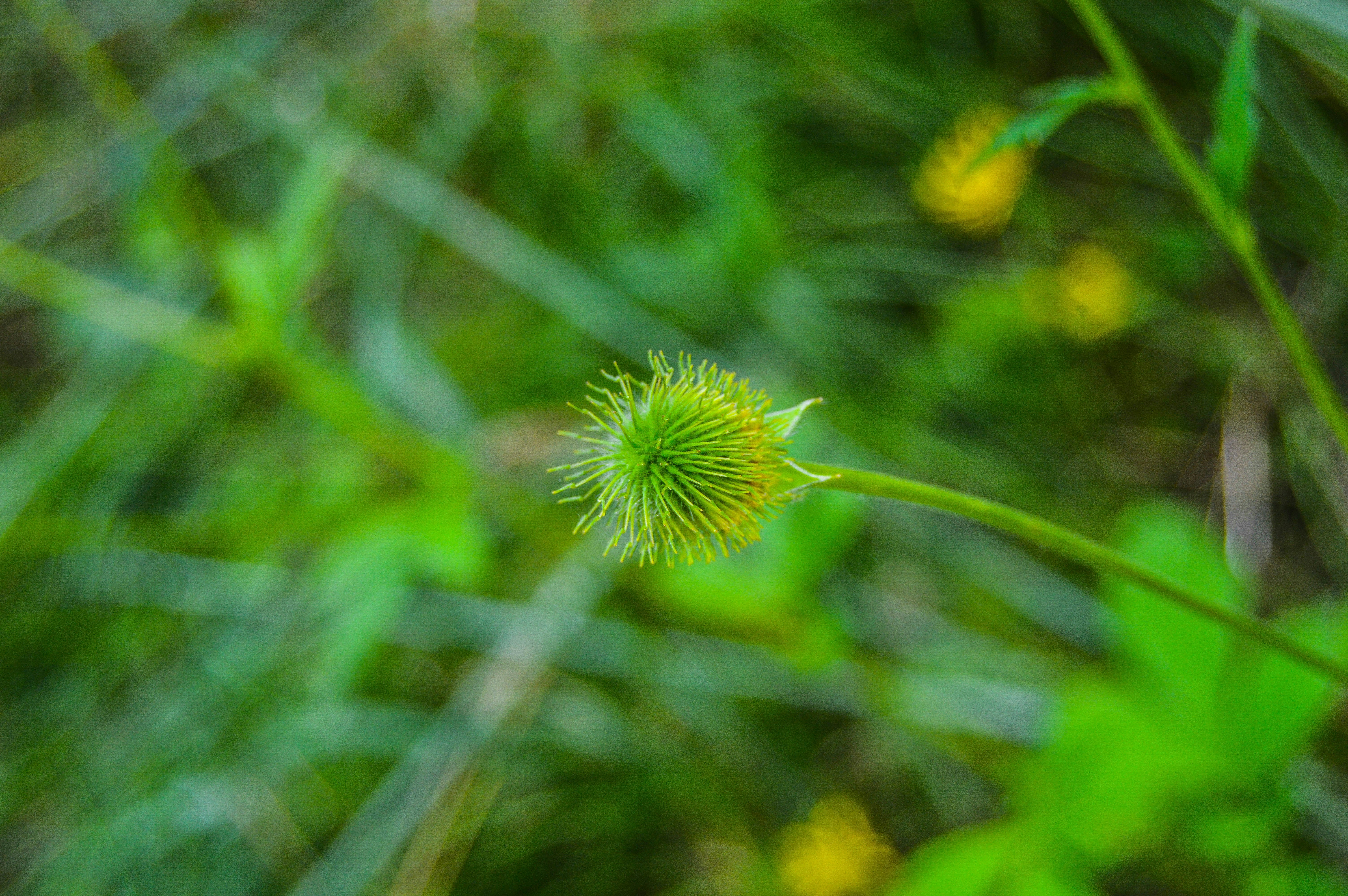 Emerald Spiky Seed Head Framed in a Sea of Grass