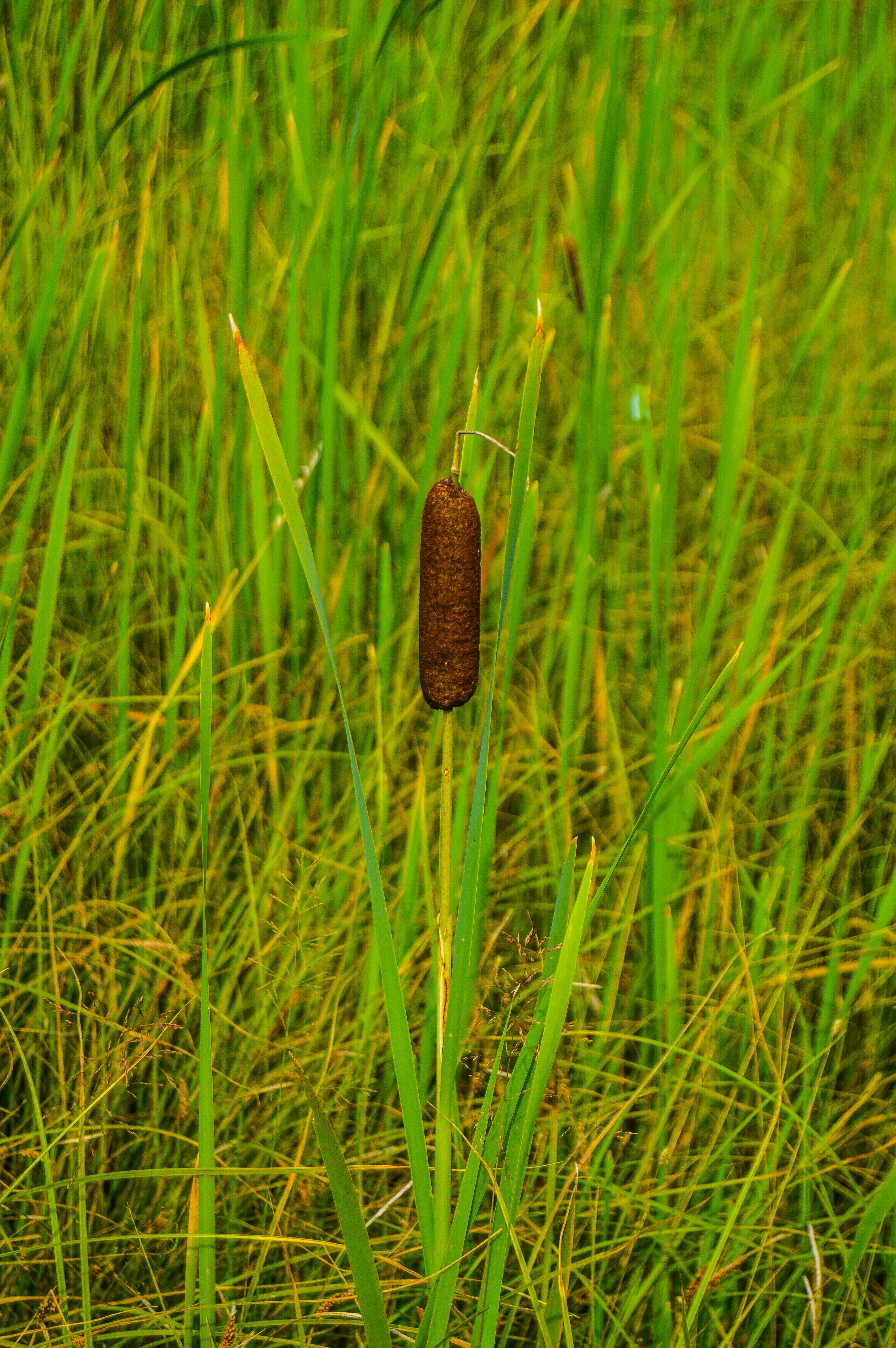 Nature's Vertical Pendant