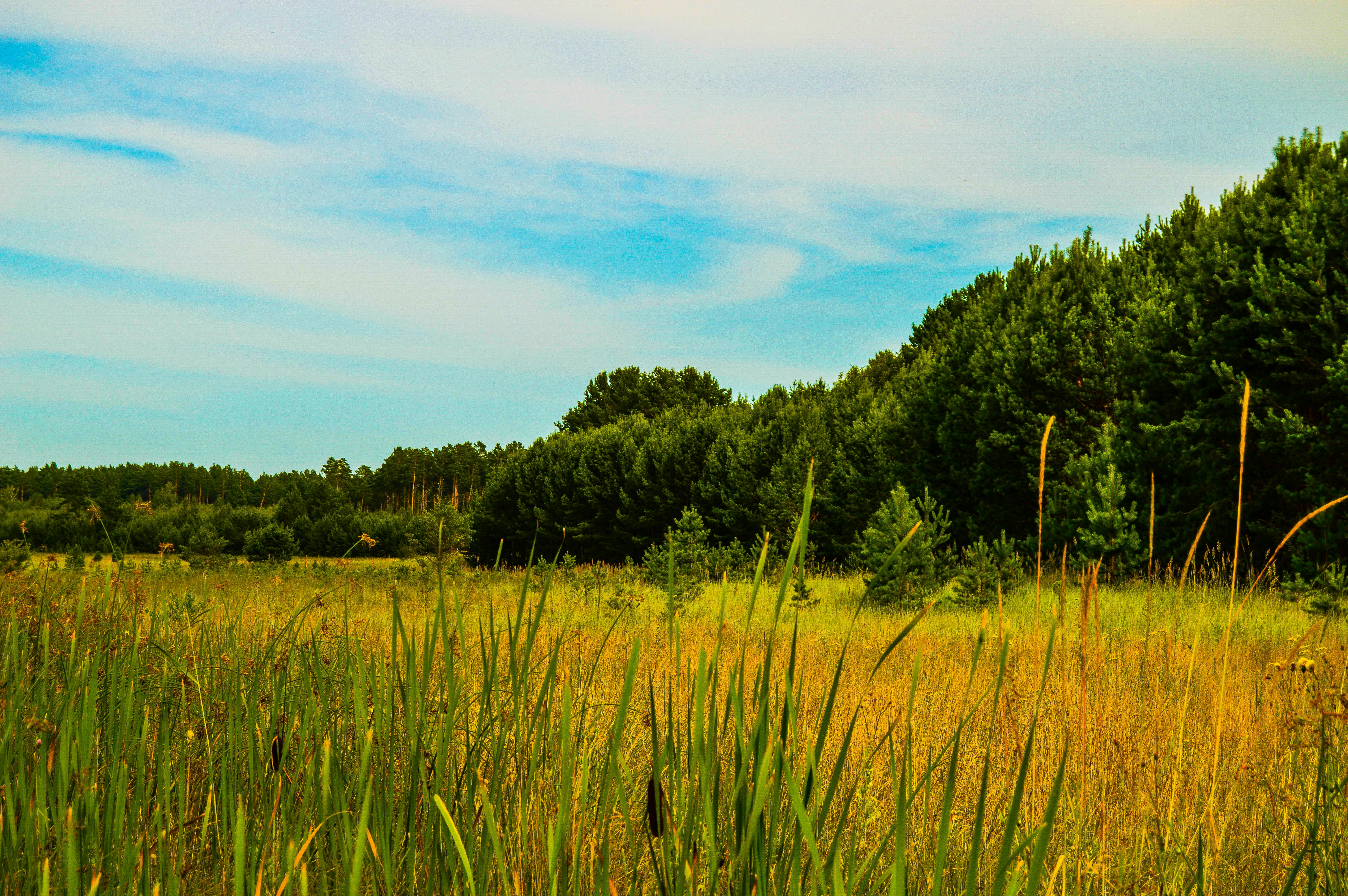 Grassy field with trees under a bright blue sky.