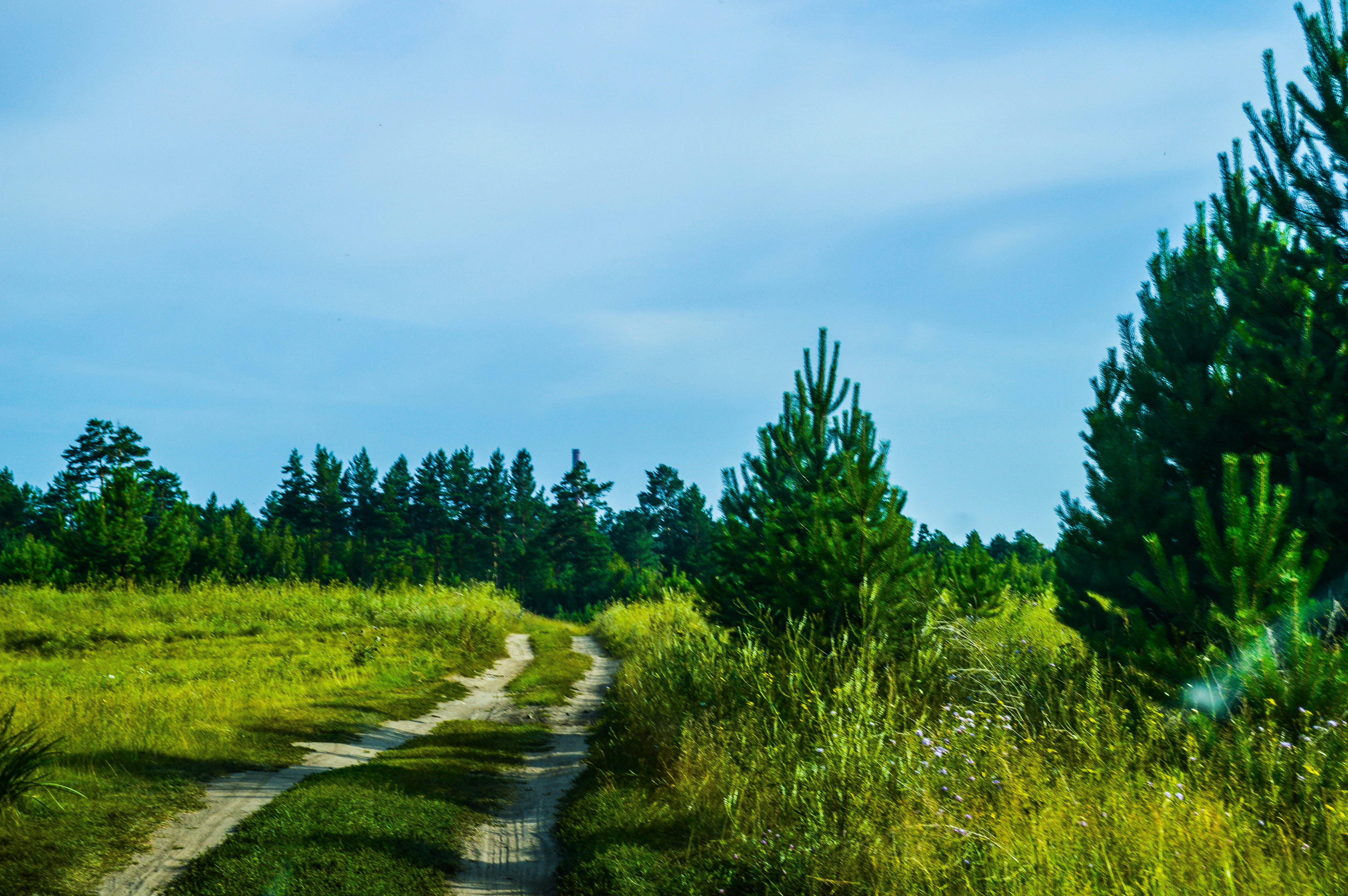Winding Path Through Nature's Embrace