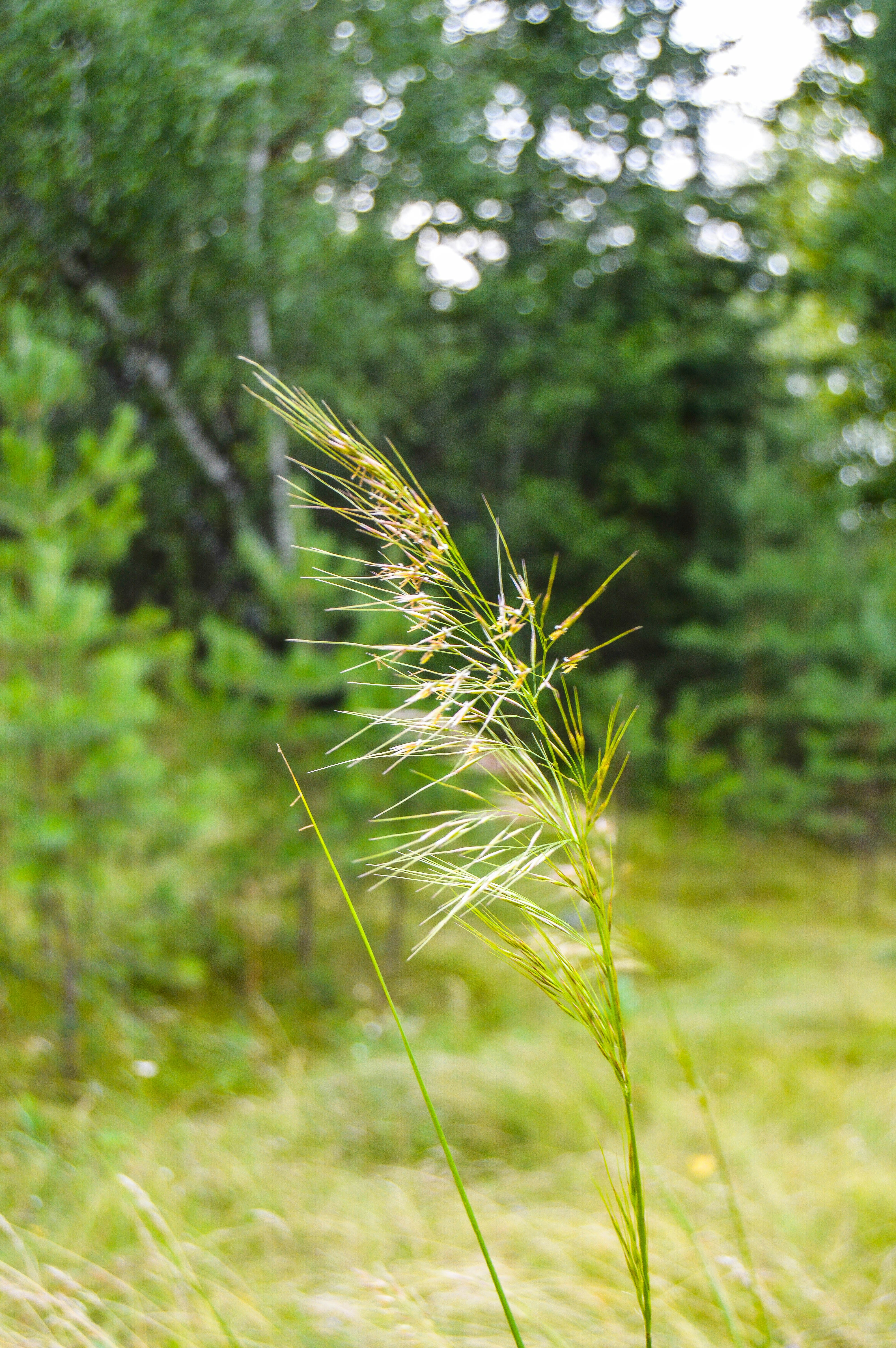 Whispers of the Wild: A Grassy Elegance