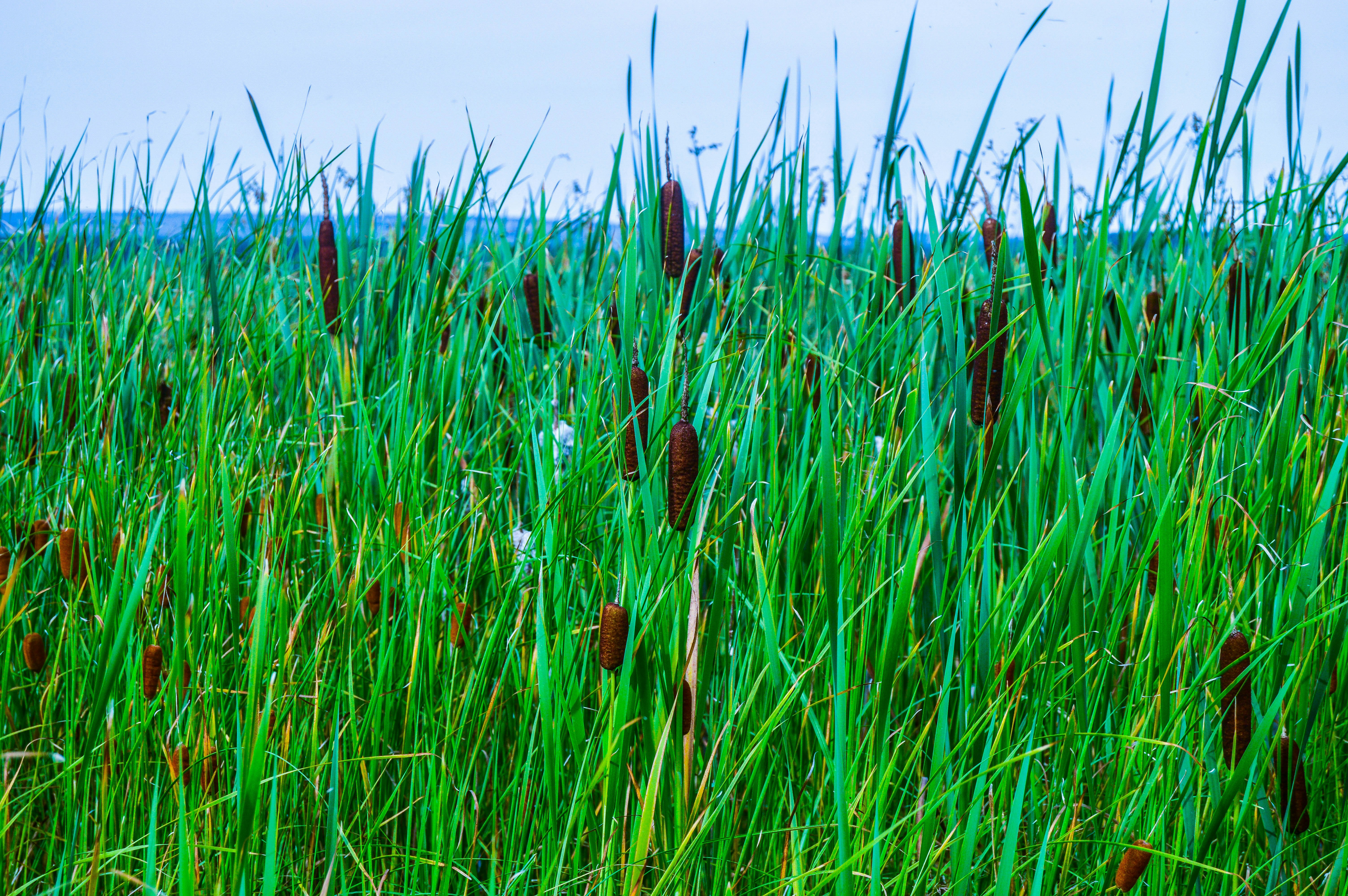 Emerald Marsh Symphony