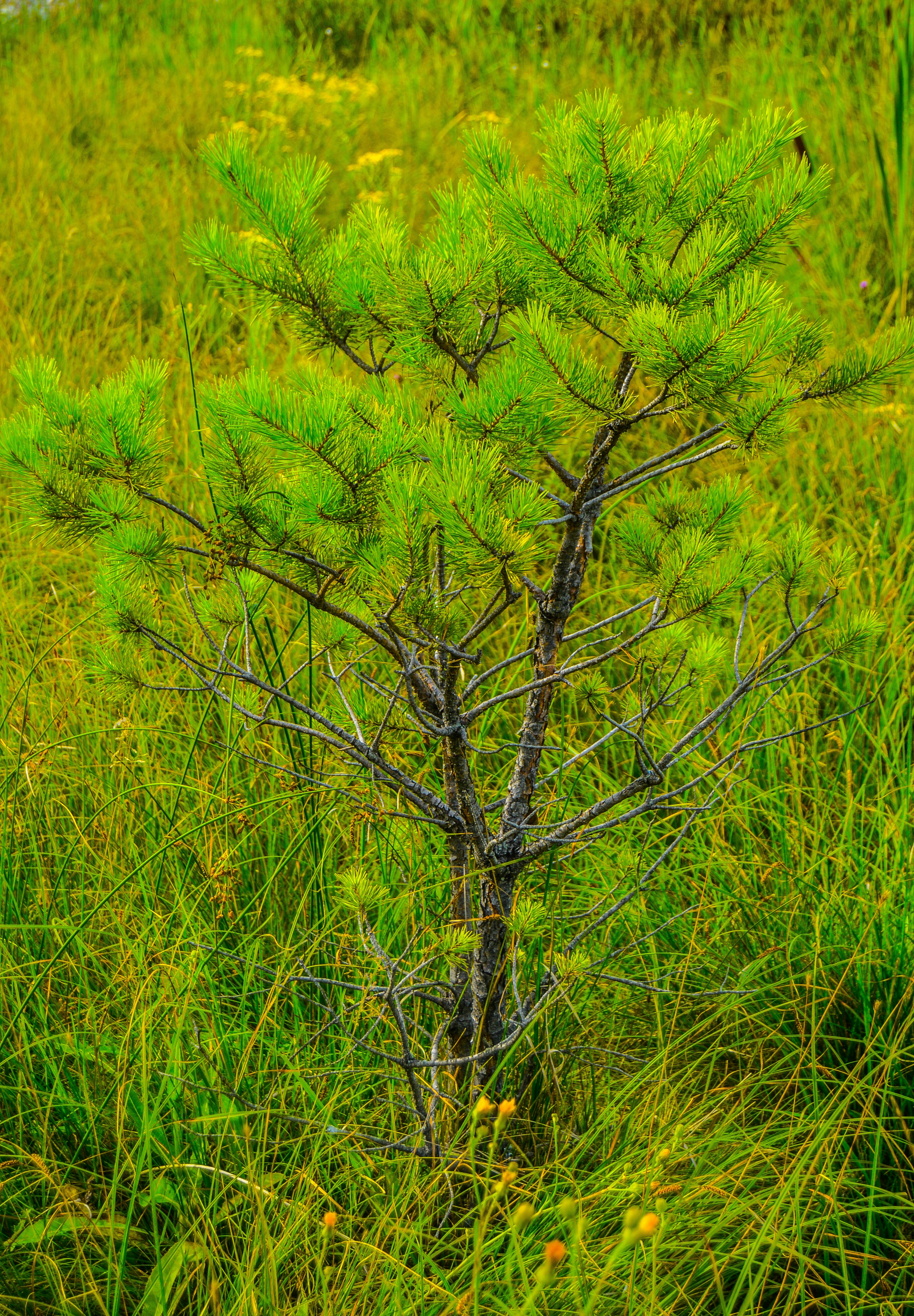 Resilient Growth Amidst the Wilderness