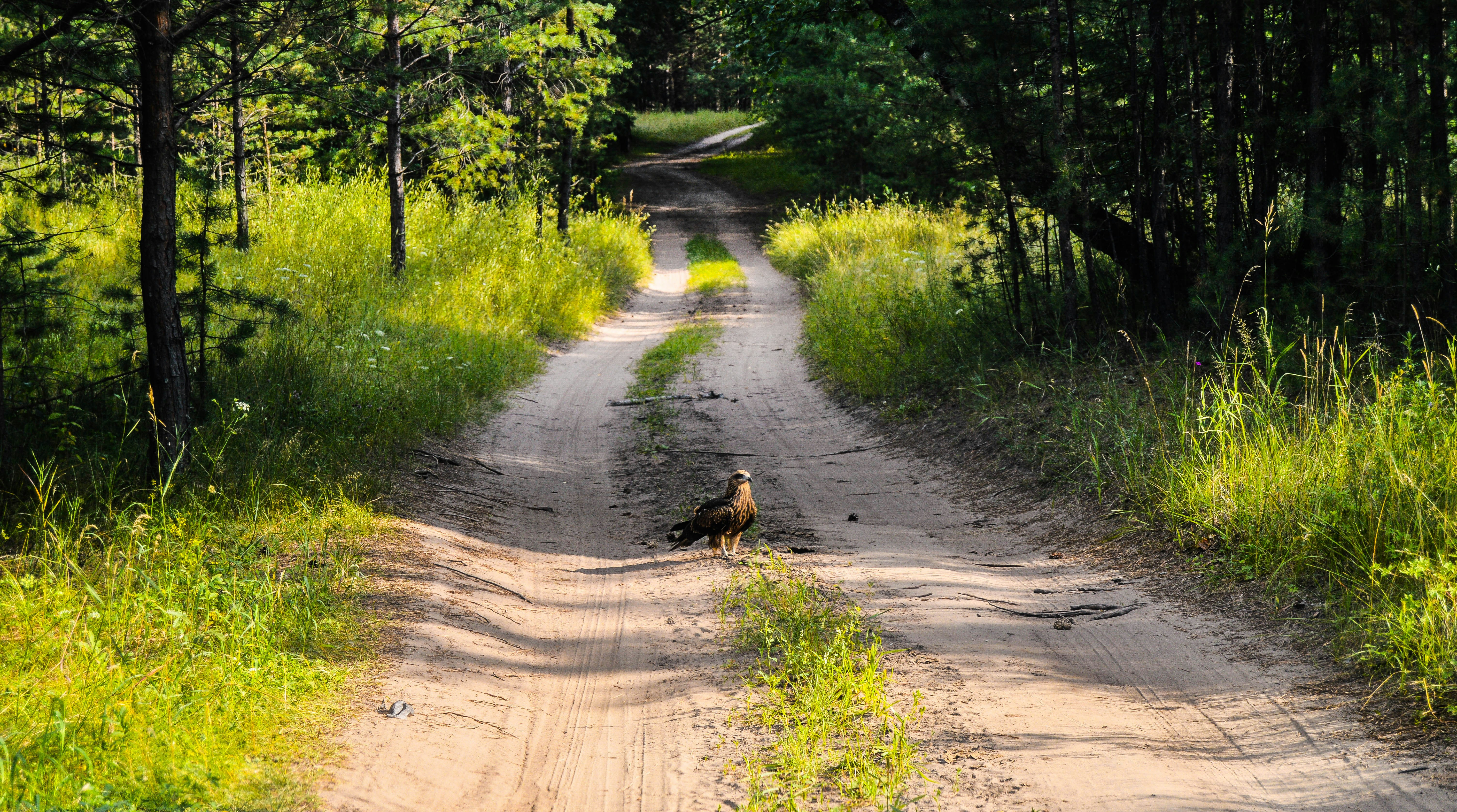 Sunlit Crossing: lone bird on a forest dirt road