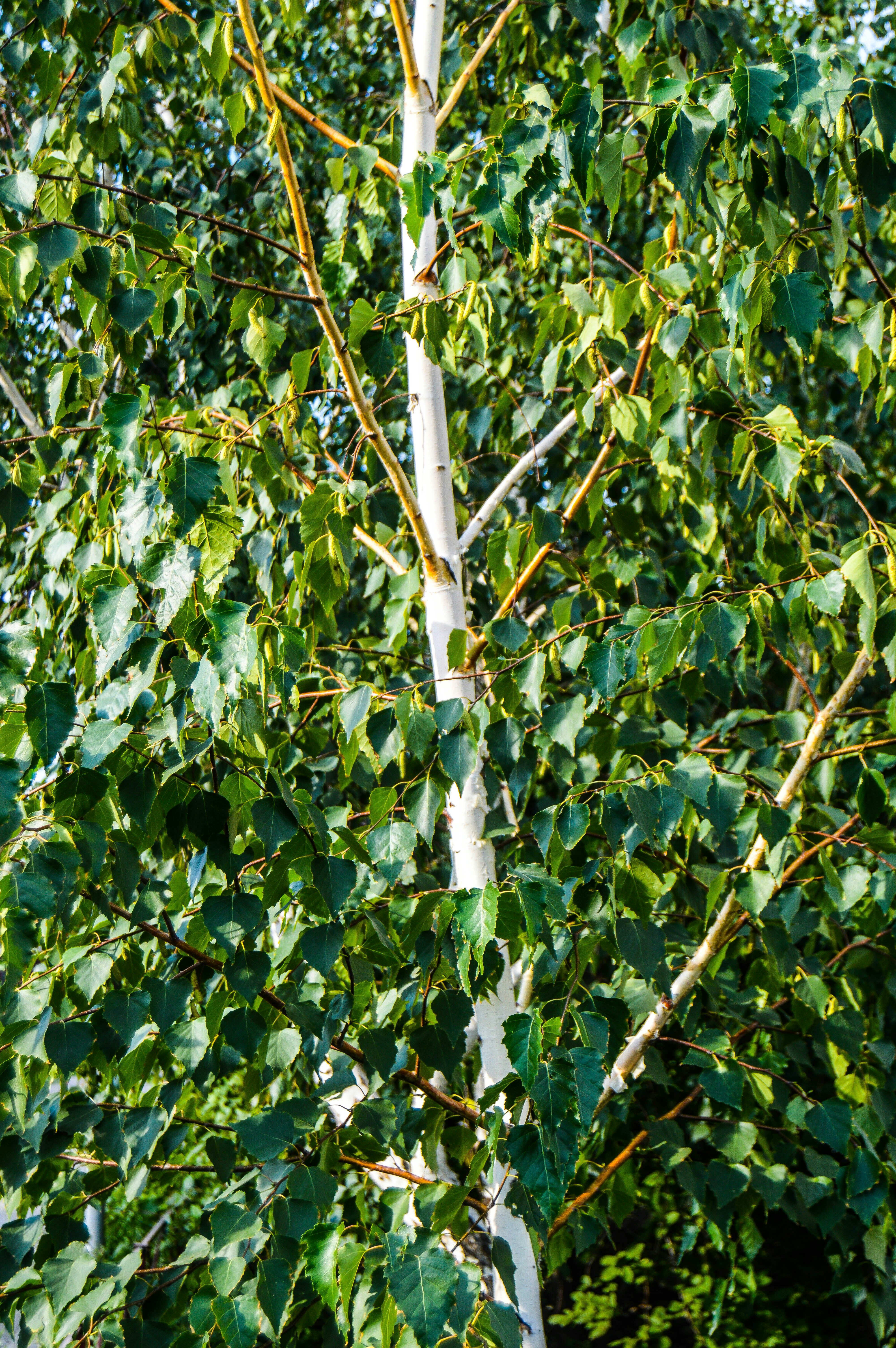 Whispers of the Birch: Nature's Green Canopy