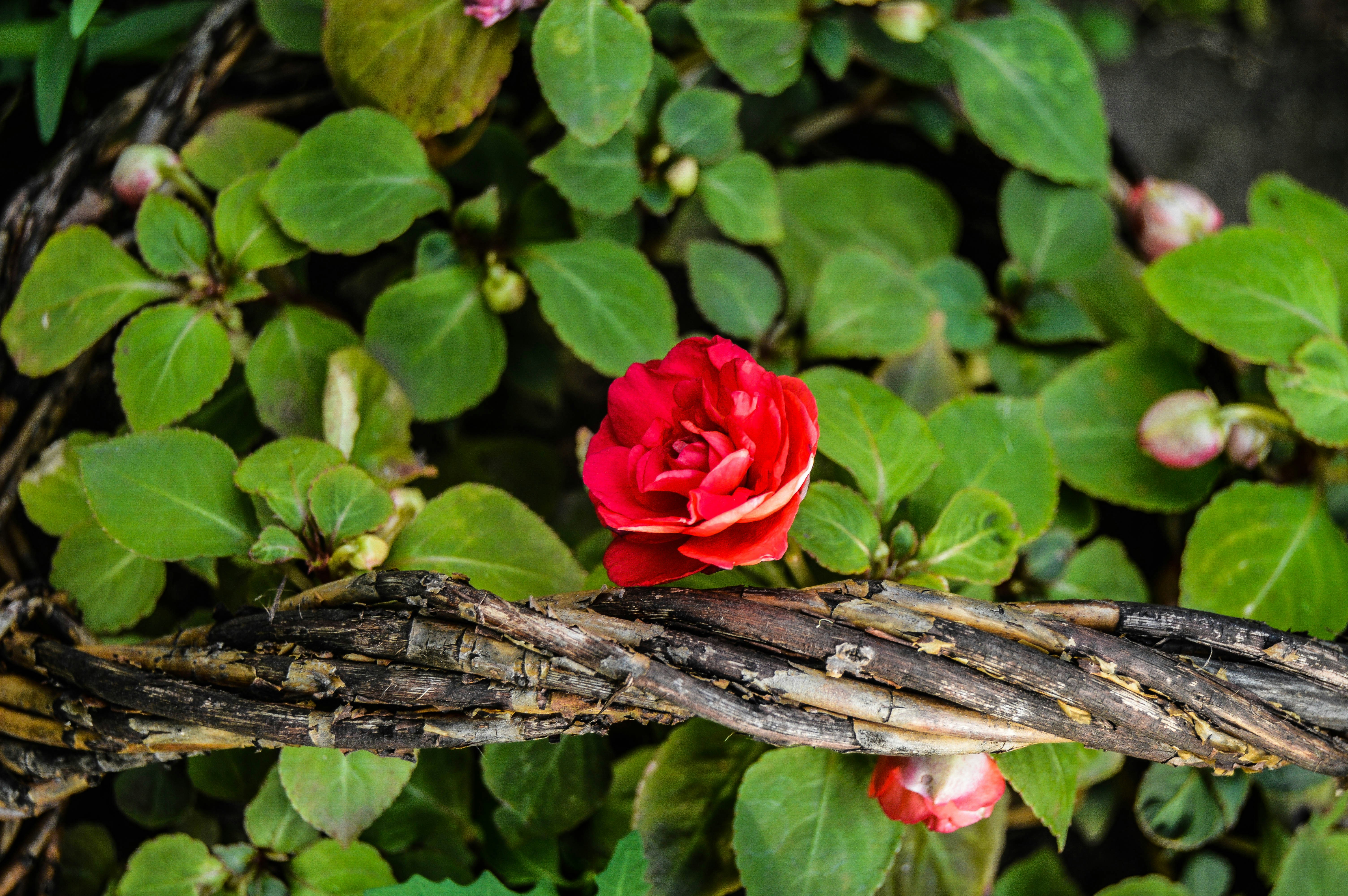 Vibrant Bloom Amidst Nature's Embrace