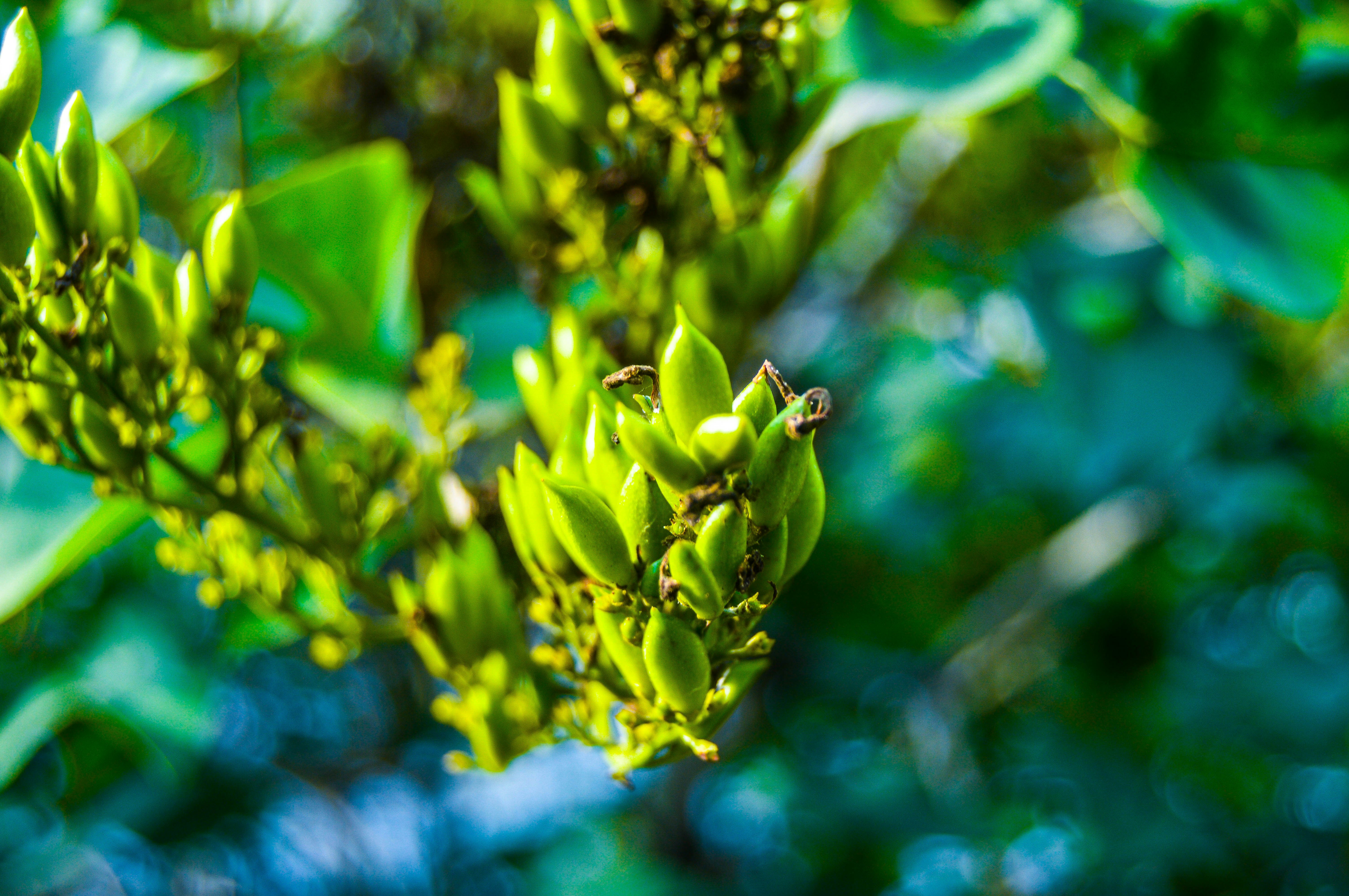 Emerald Buds: Nature's Growing Palette