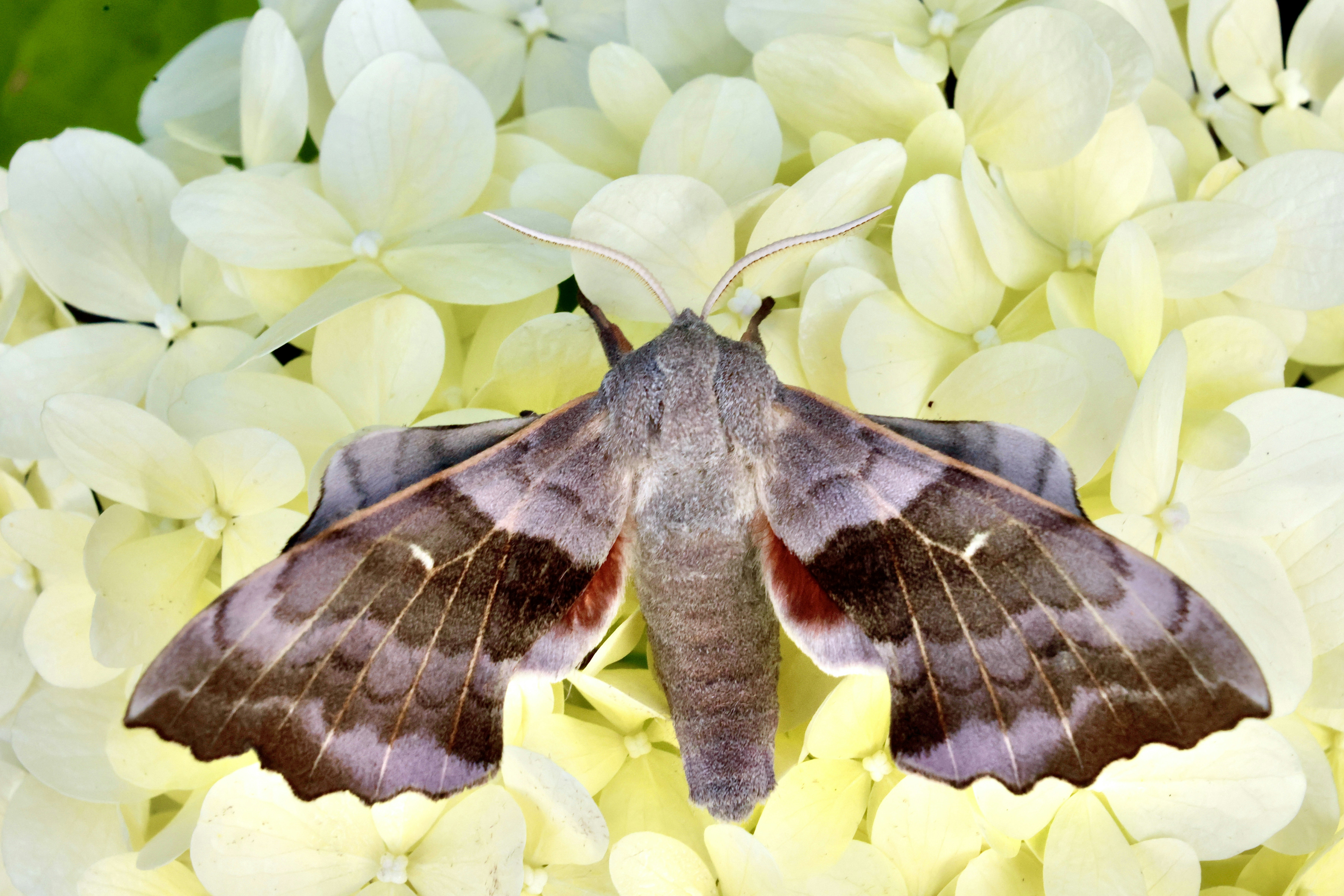 Nature's Delicate Artisan: The Moth on Blossoms