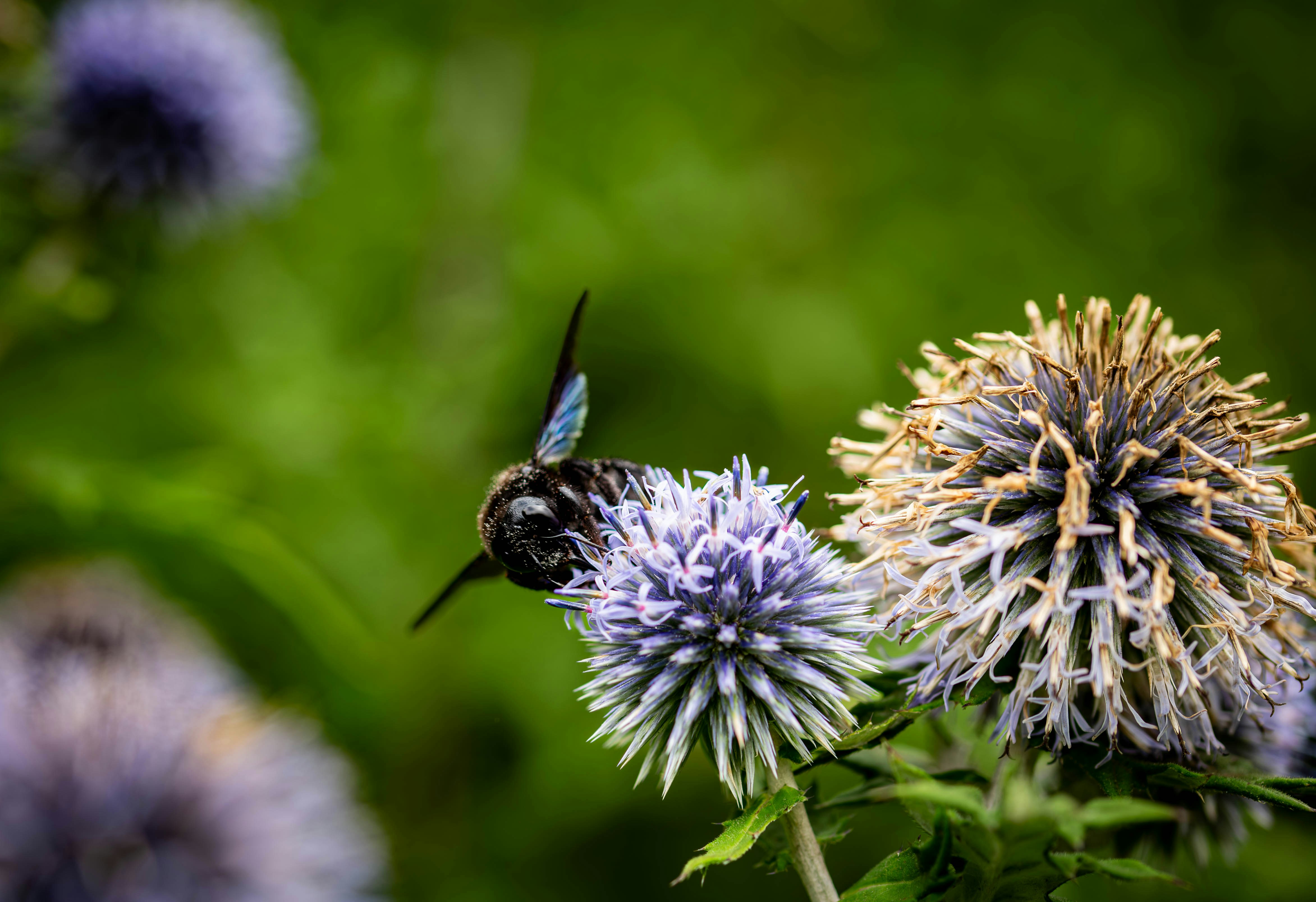A bee pollinates a purple flower in a garden.