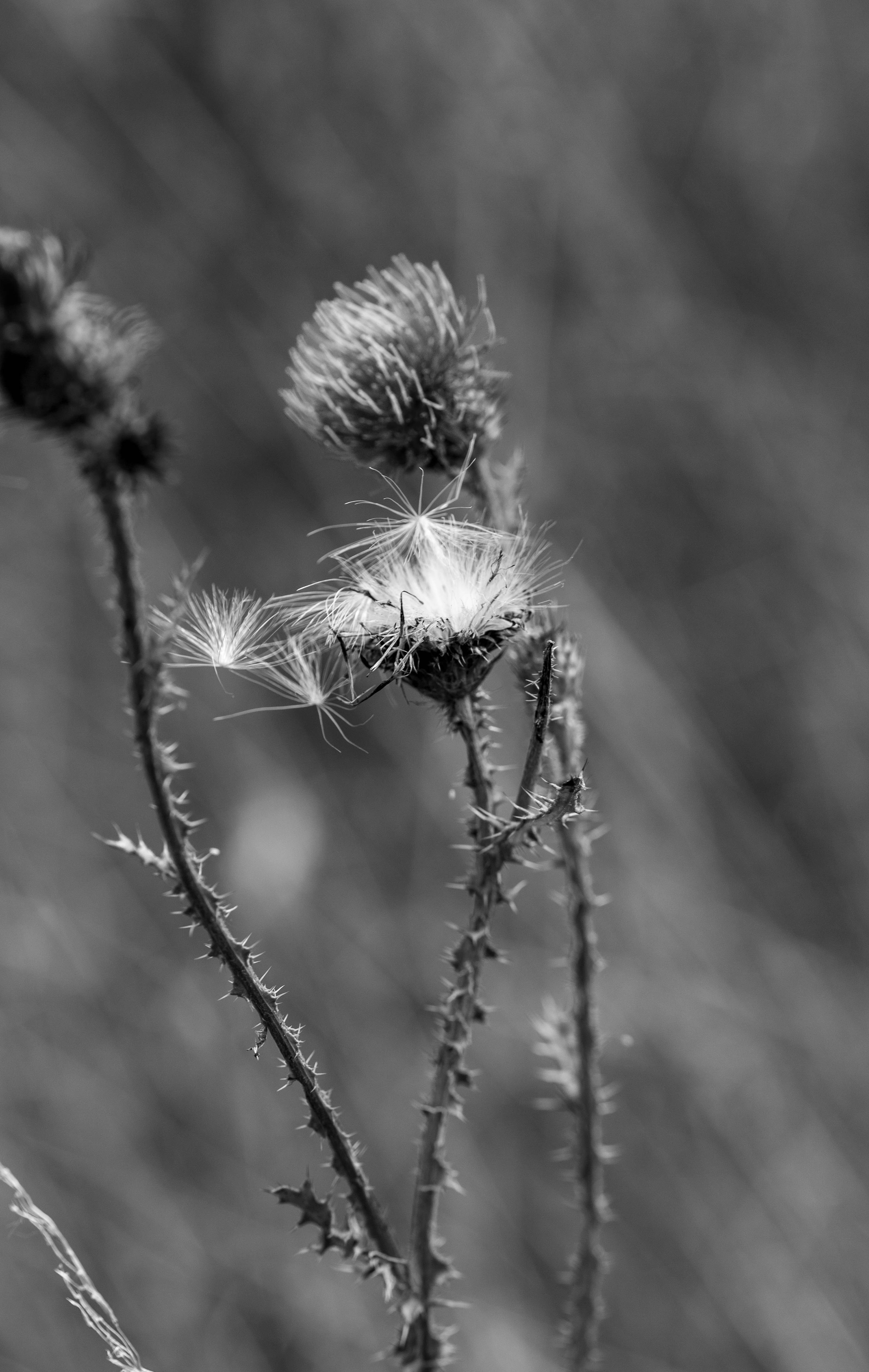 Delicate thistle blossoms swaying gently in a monochrome landscape, showcasing nature's intricate details and textures.