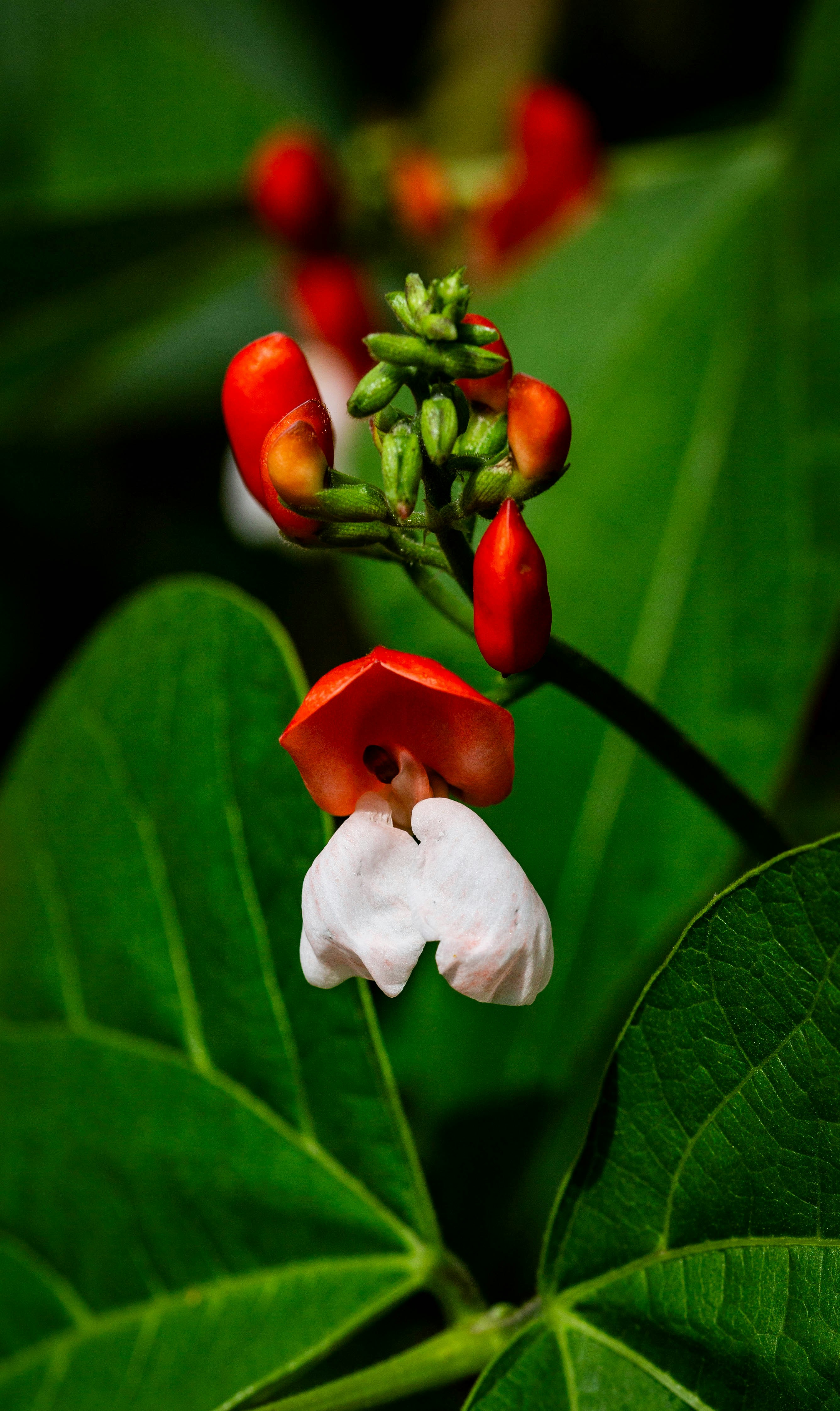 Close-up of a flowering plant showcasing red and white blossoms against lush green leaves.