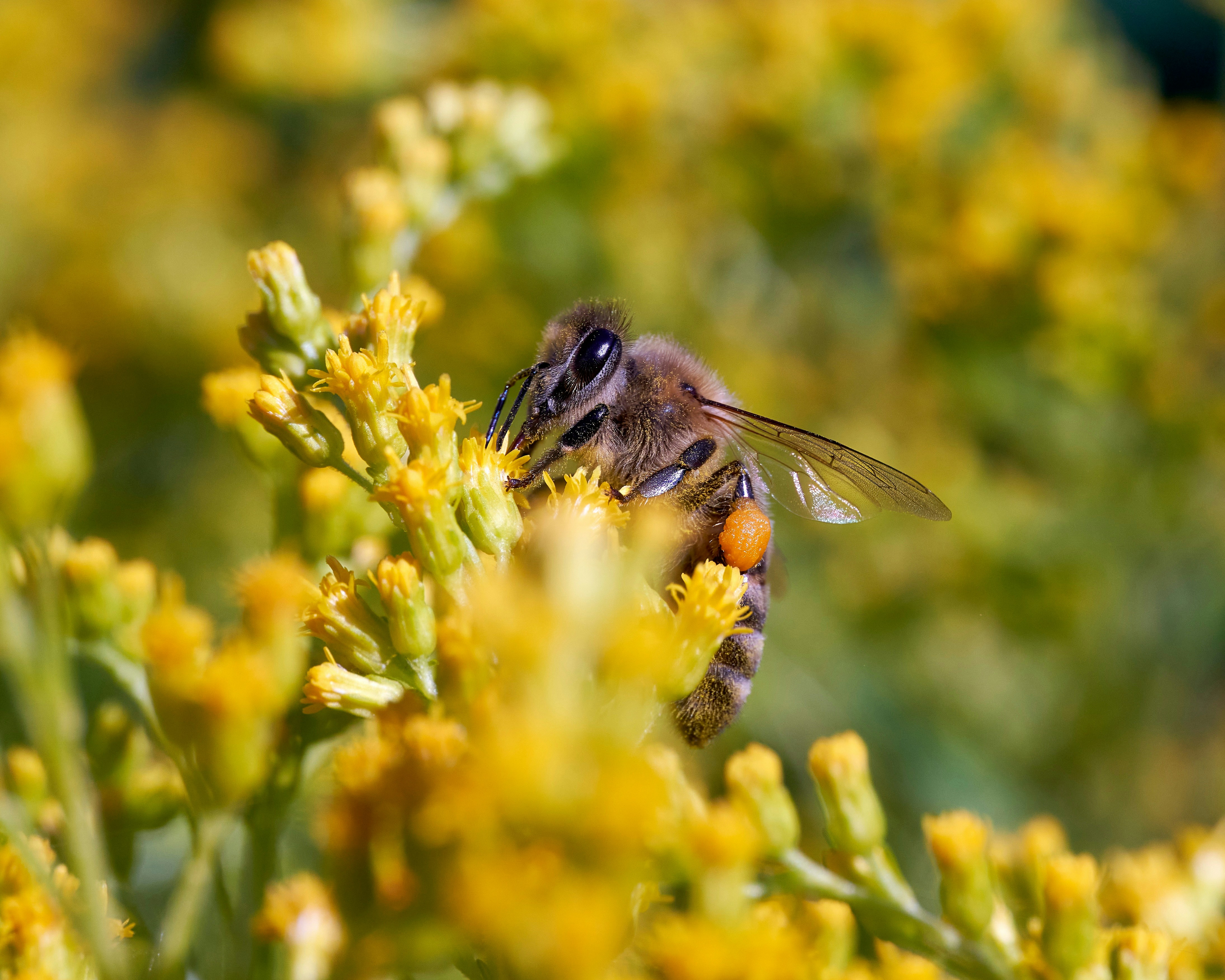 Nature's Tiny Artisan at Work