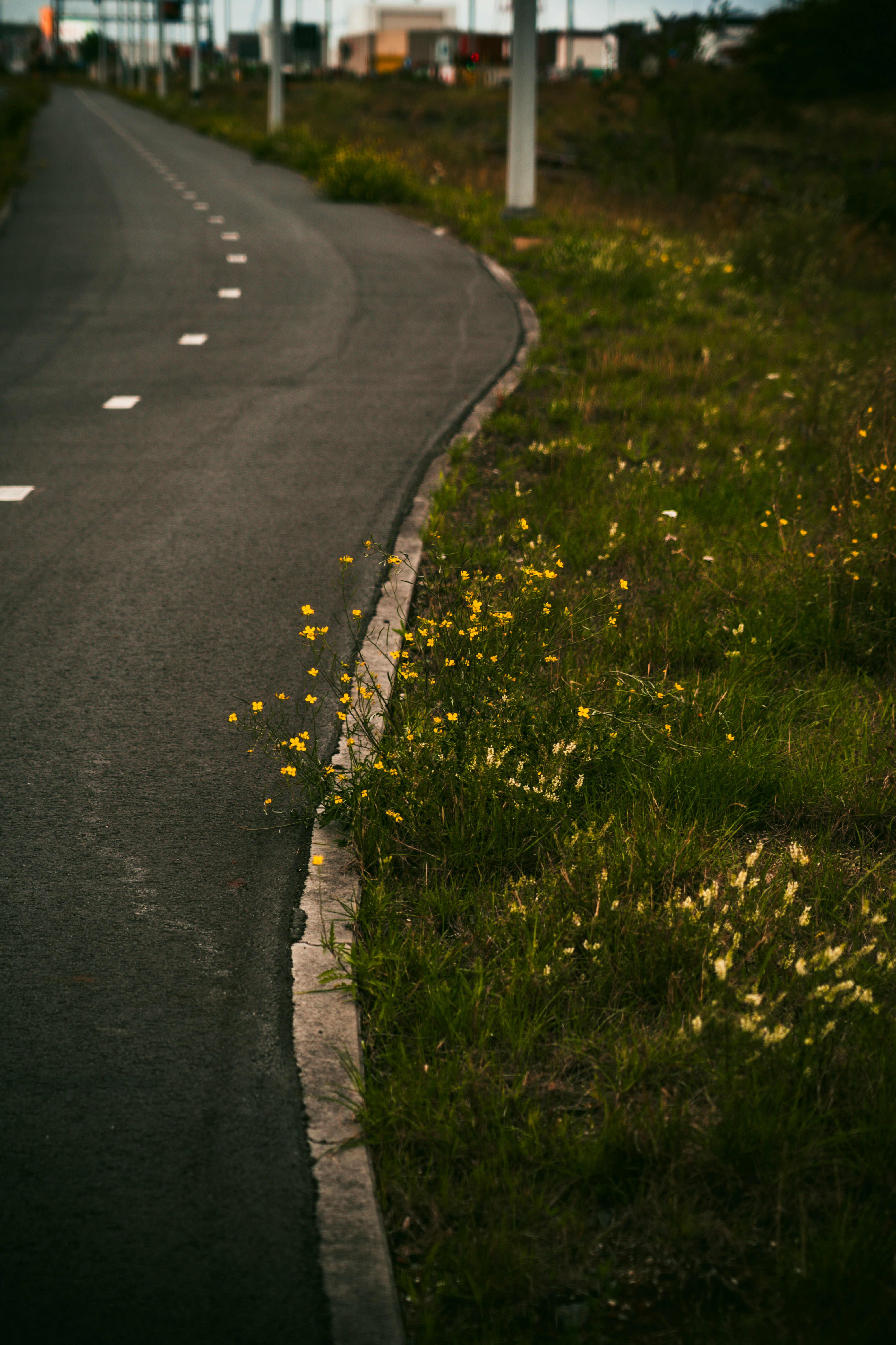 Winding Path Through Nature's Embrace