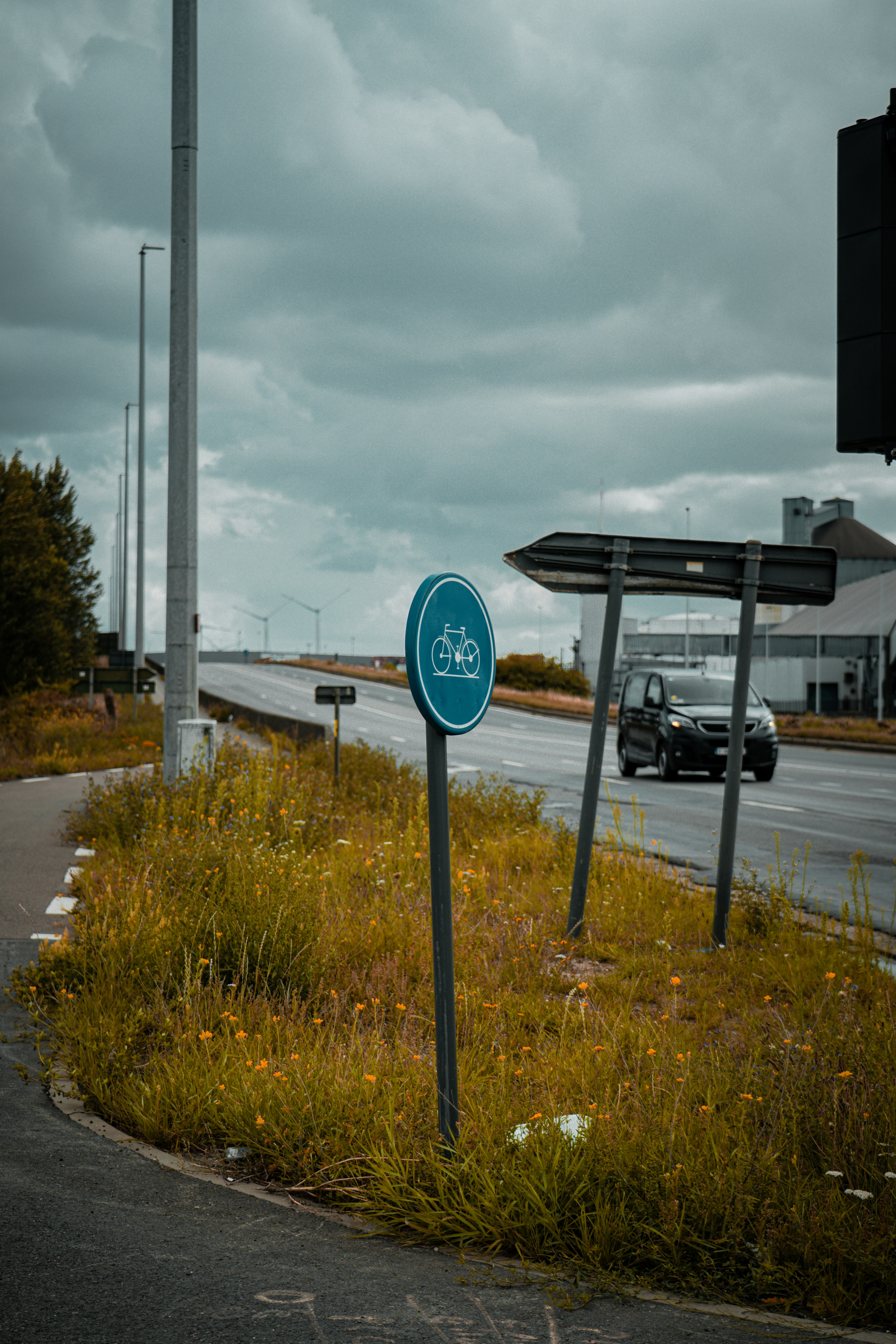 Navigating the Path: A Quiet Intersection of Nature and Urban Life