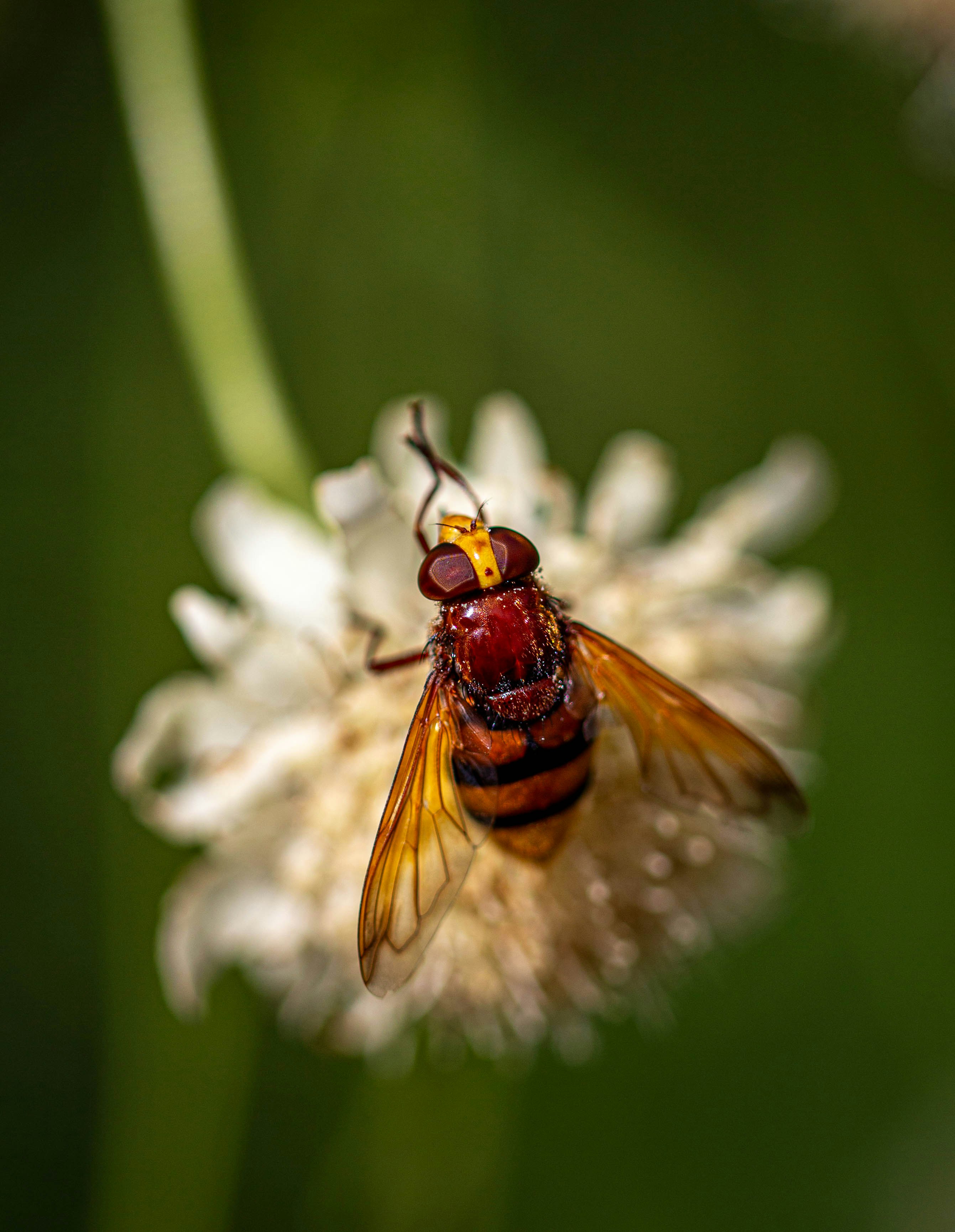 A fly rests on a white flower.