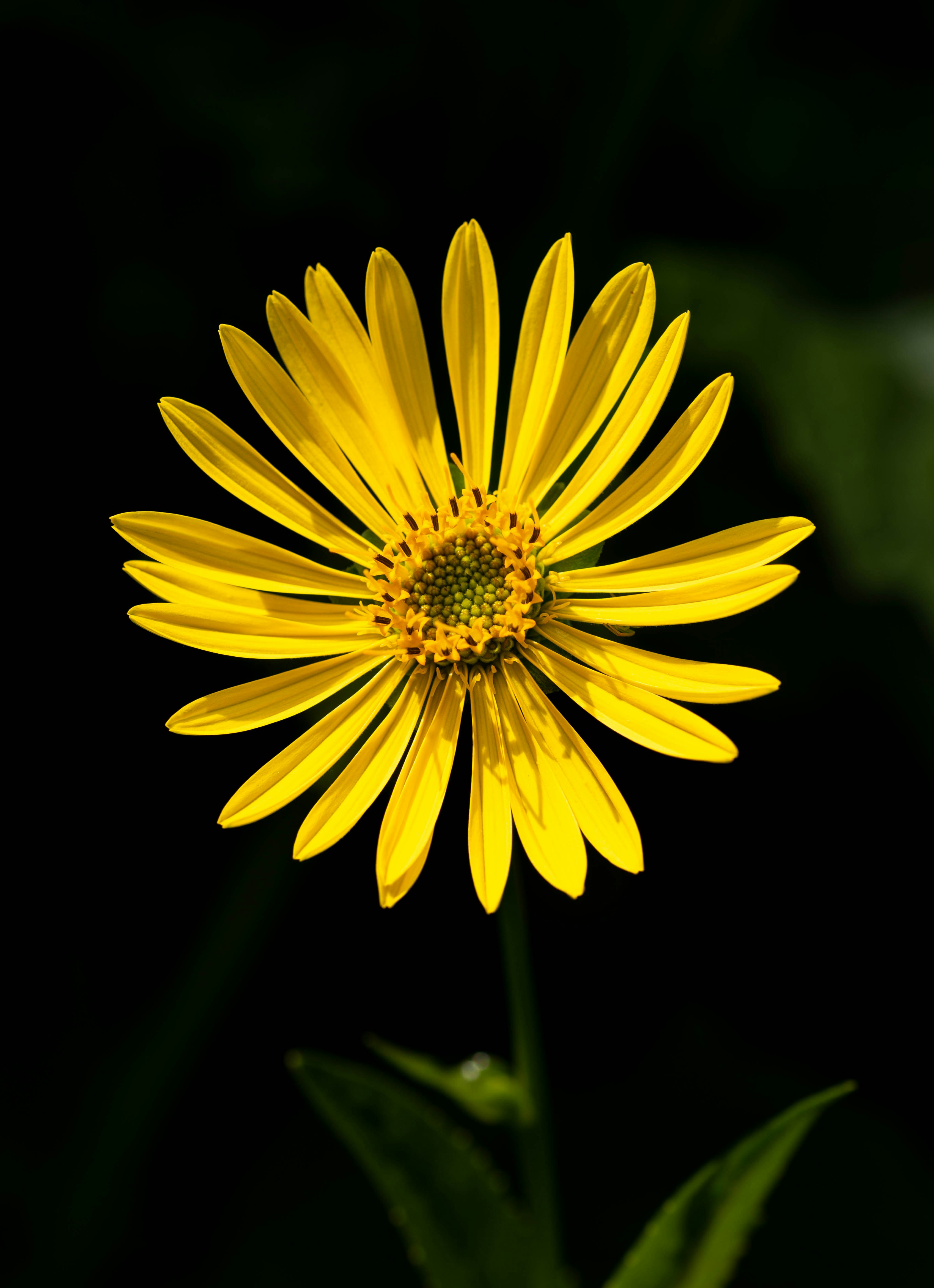 A bright yellow flower blooms against black.