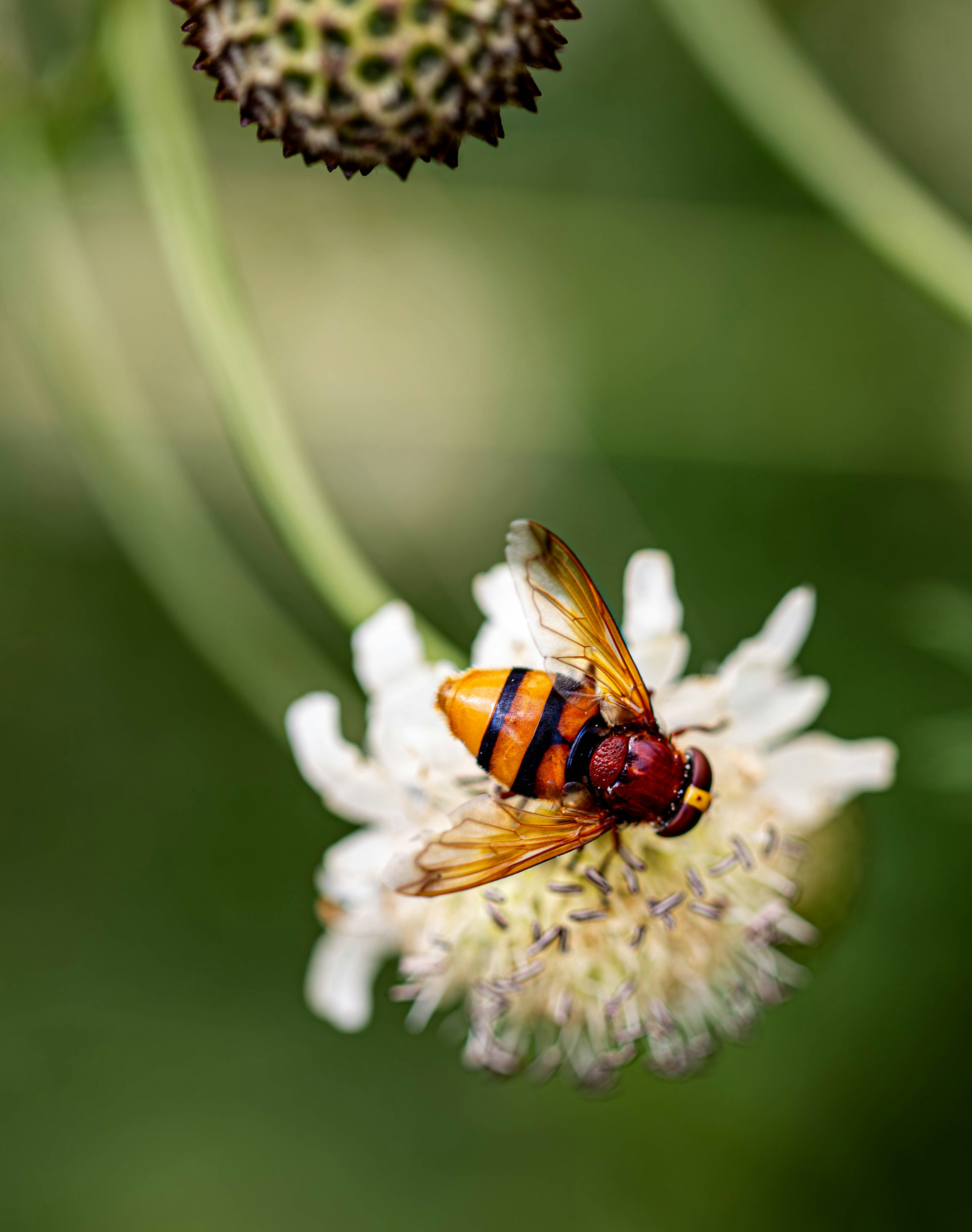 A vibrant hoverfly perched on a delicate flower, showcasing the intricate details of its wings and coloration against a softly blurred background. 