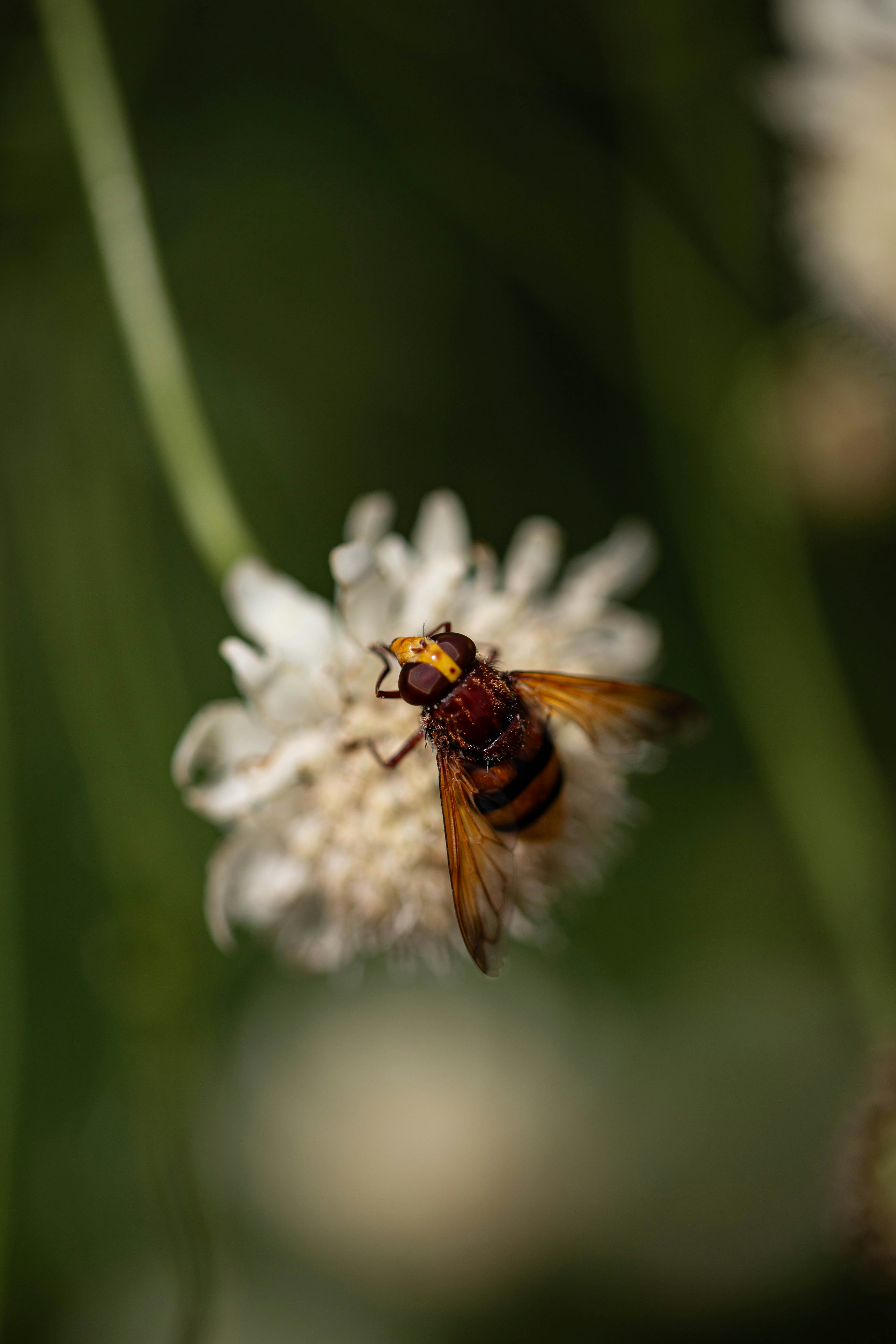 A hoverfly collects pollen from a white flower.