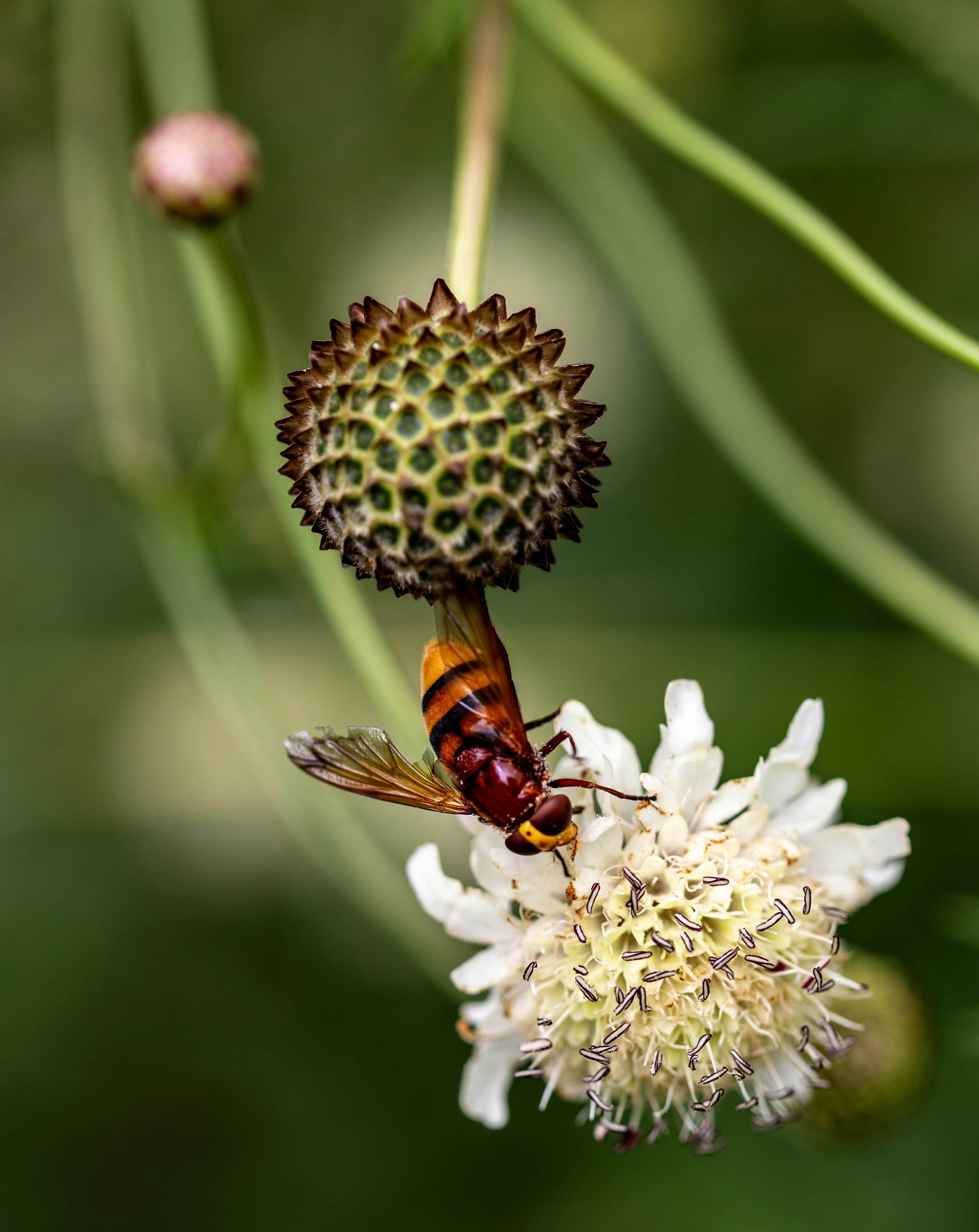 A wasp lands on a flower, close to the stem.