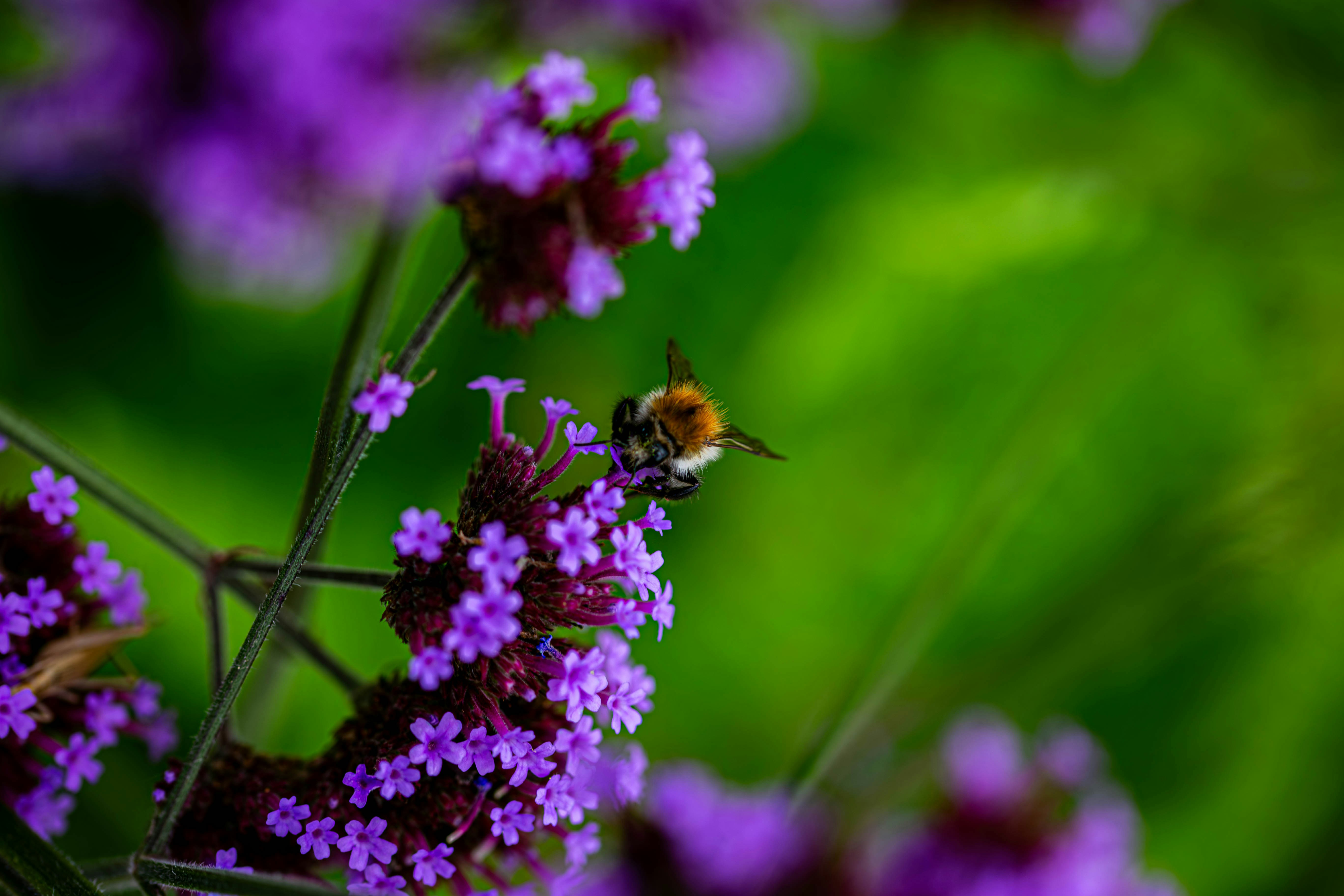 Nature's Tiny Artisan at Work