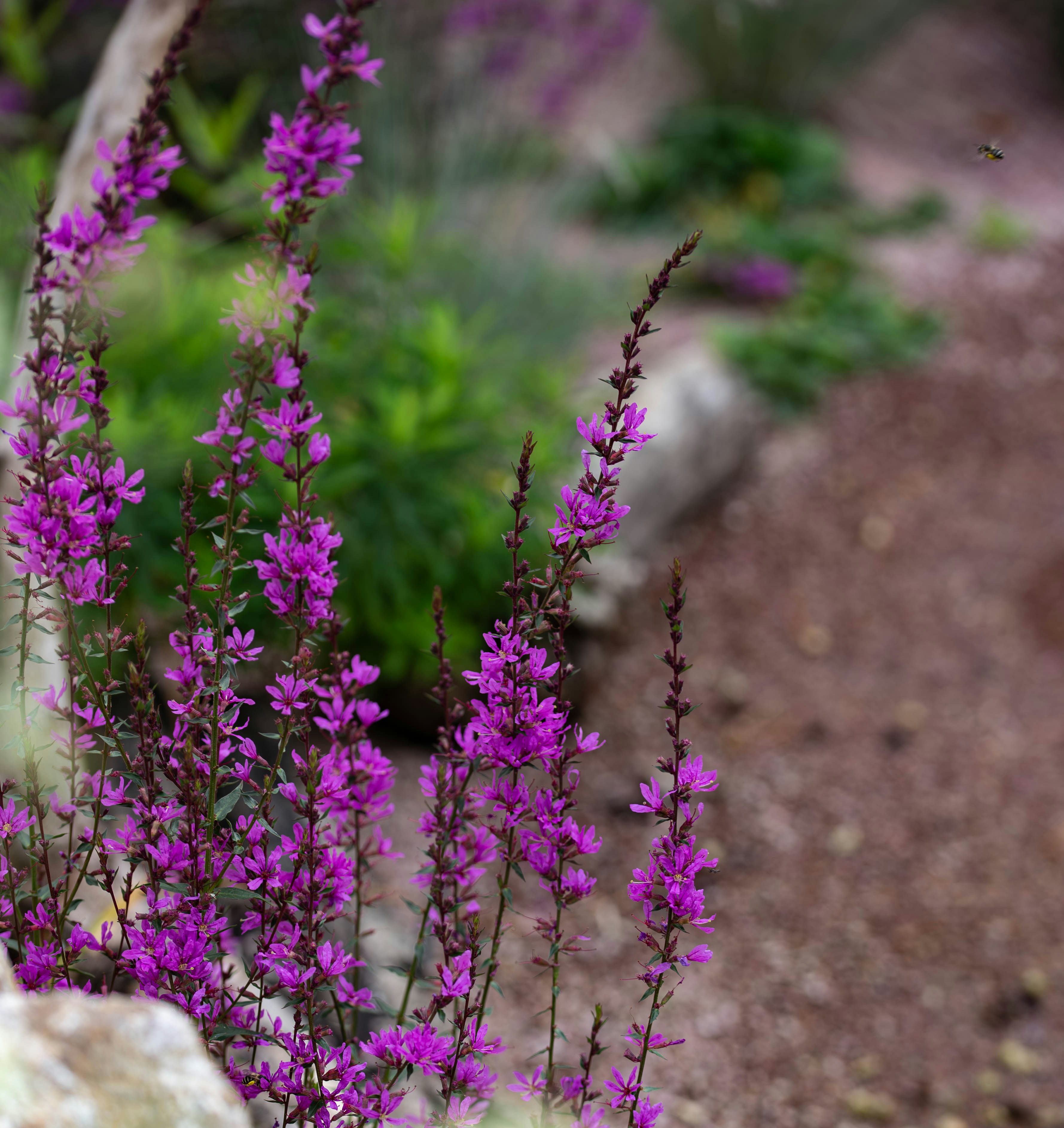 Whispers of Wildflowers in Bloom