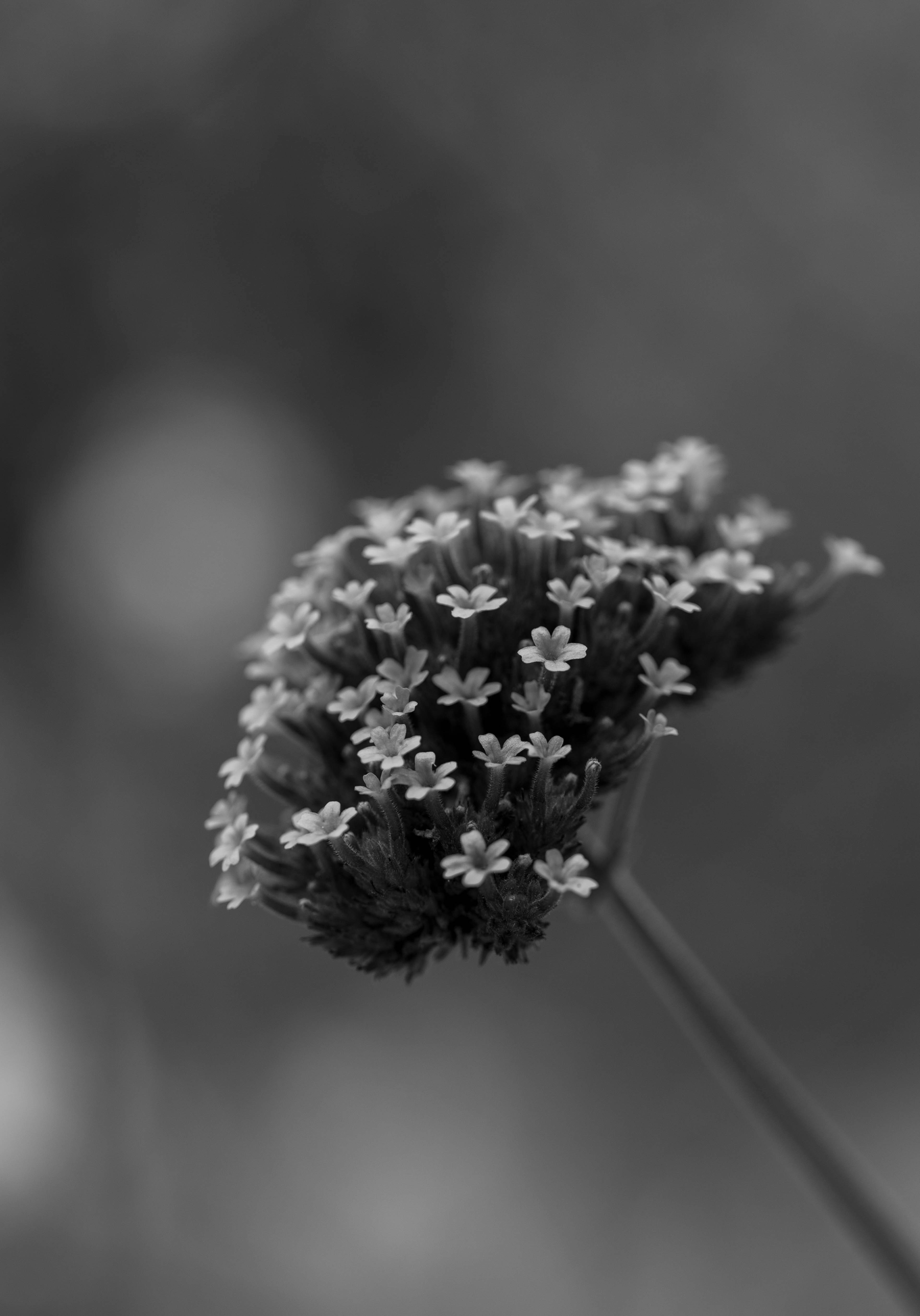 Small flower cluster in black and white.